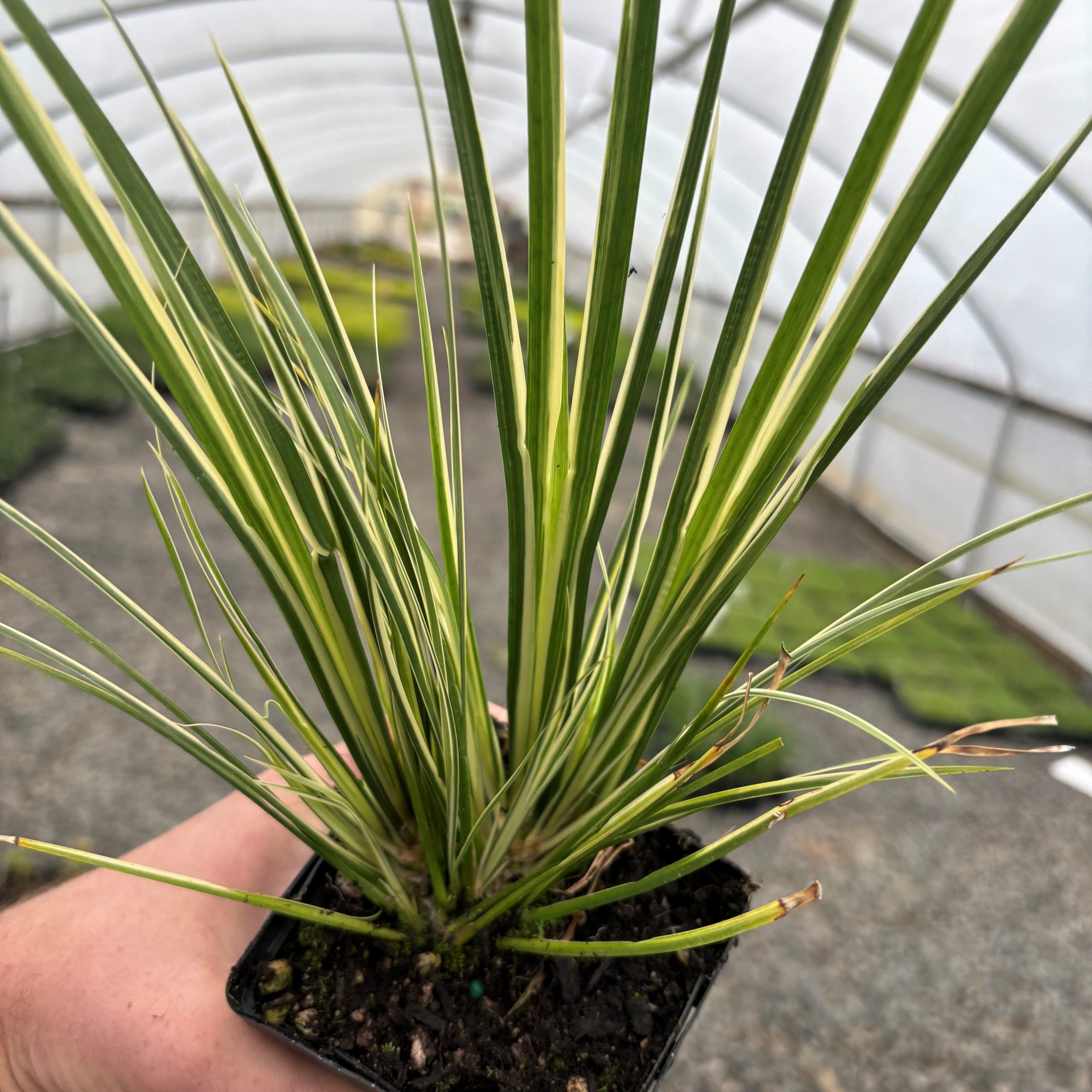 Acorus gramineus 'Variegatus' - Variegated Sweet Flag (3.5" Pot ...