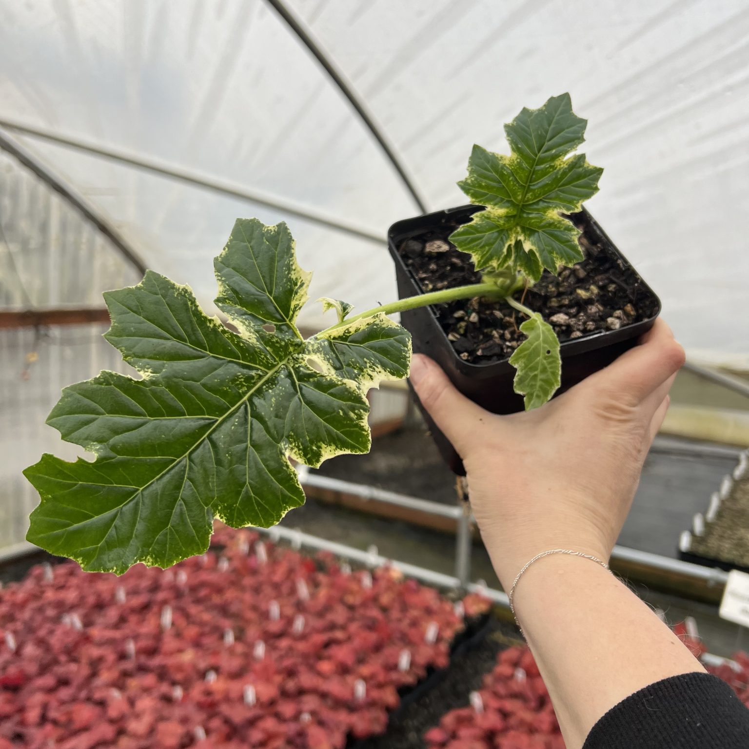 Unique Plant |Specialty and Rarities | Little Prince To Go
