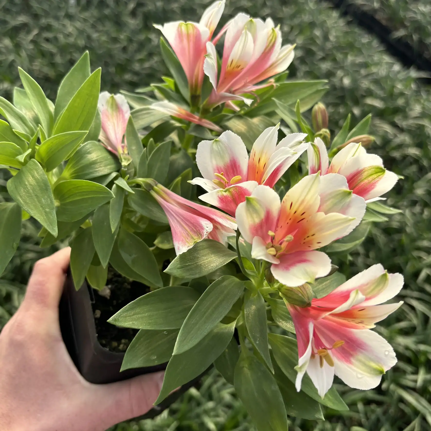 Alstroemeria Inca 39husky39 Micro Alstroemeria Apricot Alstroemeria