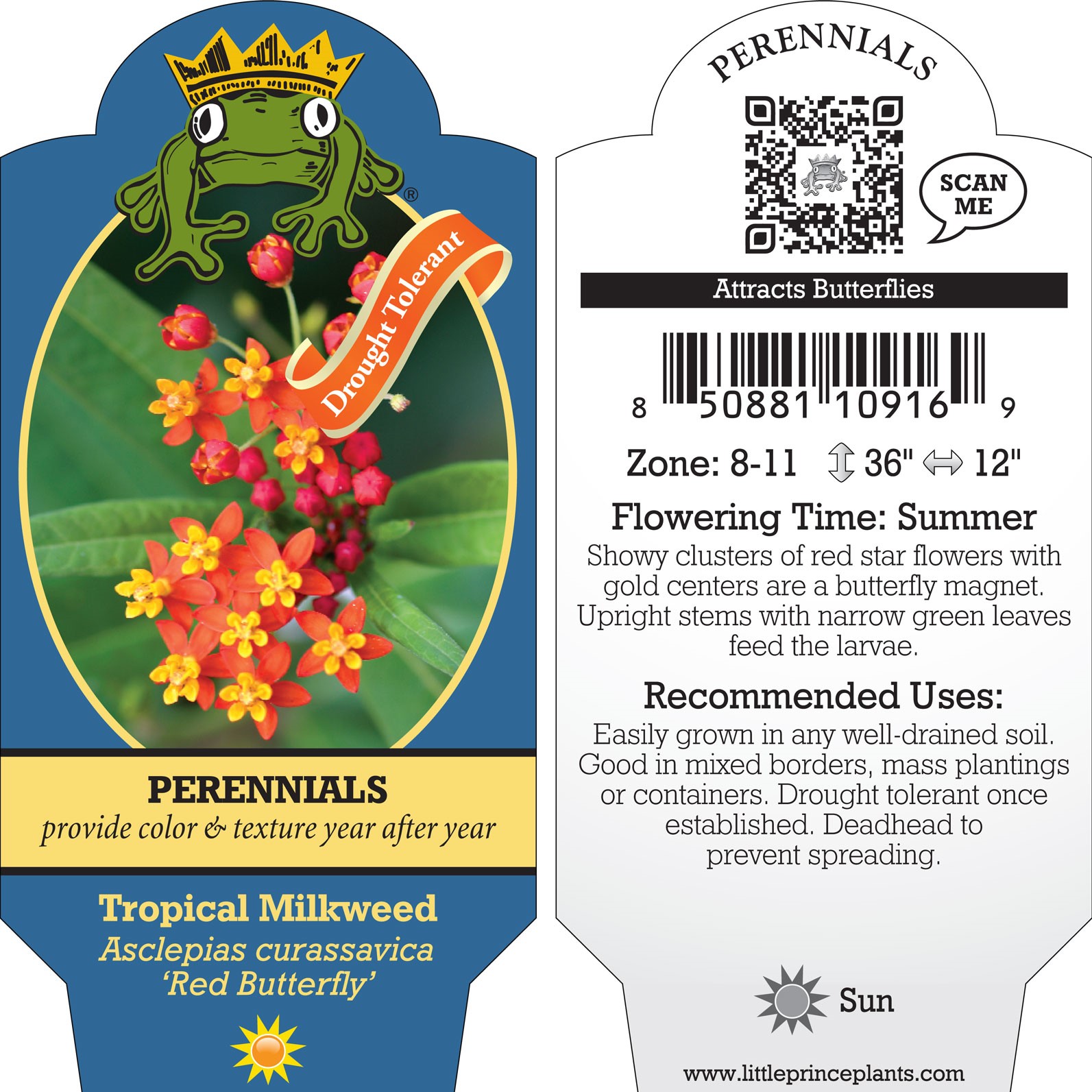 Asclepias curassavica 'Red Butterfly' - Tropical Milkweed (4" pot ...