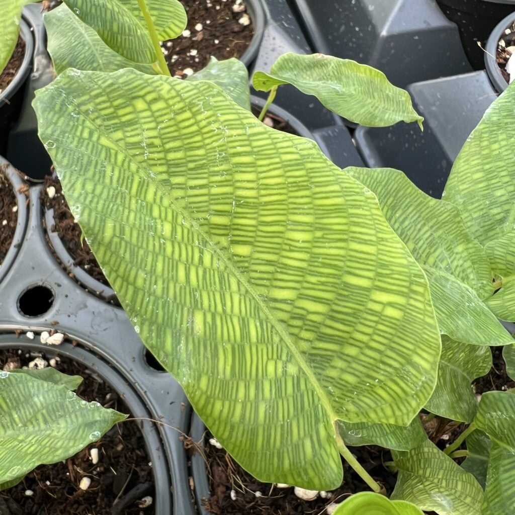 Calathea musaica 'Network' - Network Prayer Plant (4.5" Pot) | Little ...