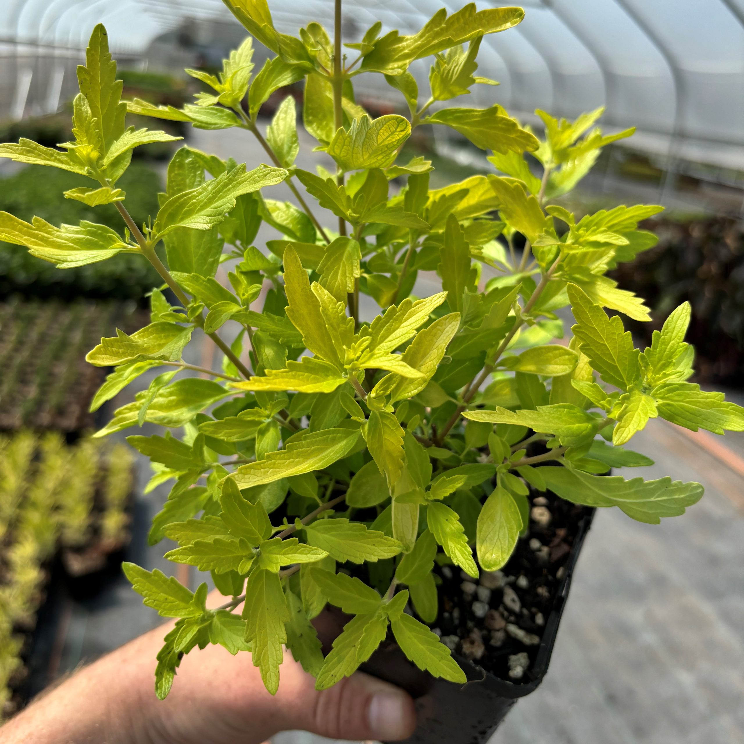 Caryopteris x clandonensis 'Gold Crest' - Bluebeard (4.5" Pot) | Little ...