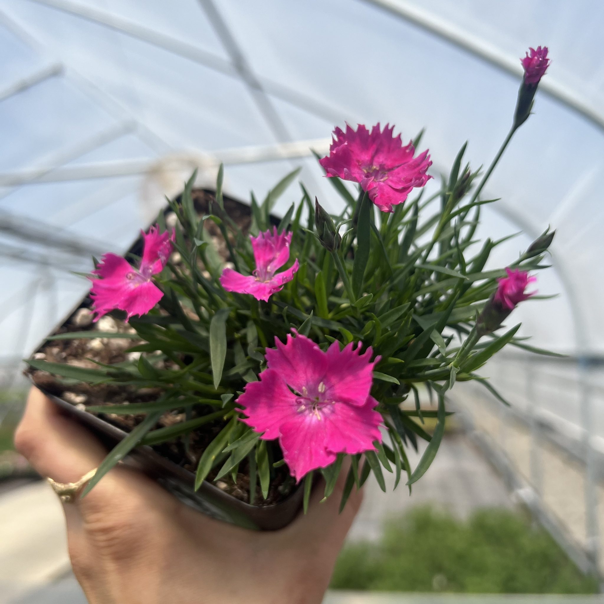 Our Plants | Little Prince To Go