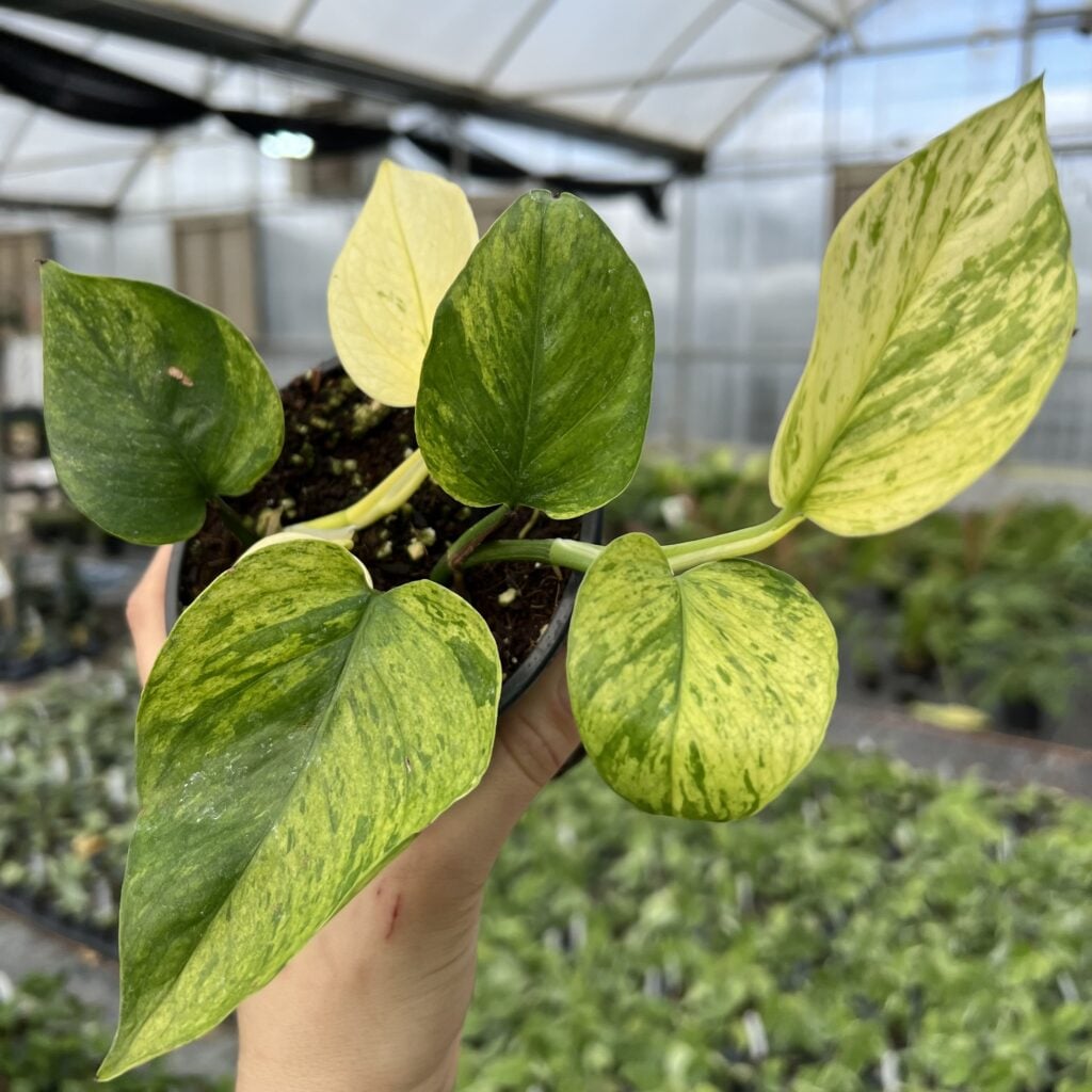 Epipremnum 'Jessenia' - Variegated Pothos (4.5" Pot) | Little Prince of ...