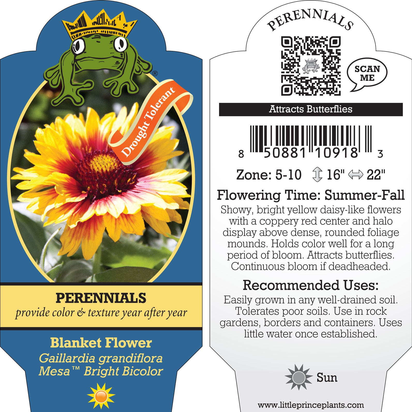 Gaillardia grandiflora 'Mesa™ Bright Bicolor' - Blanket Flower (4" Pot ...