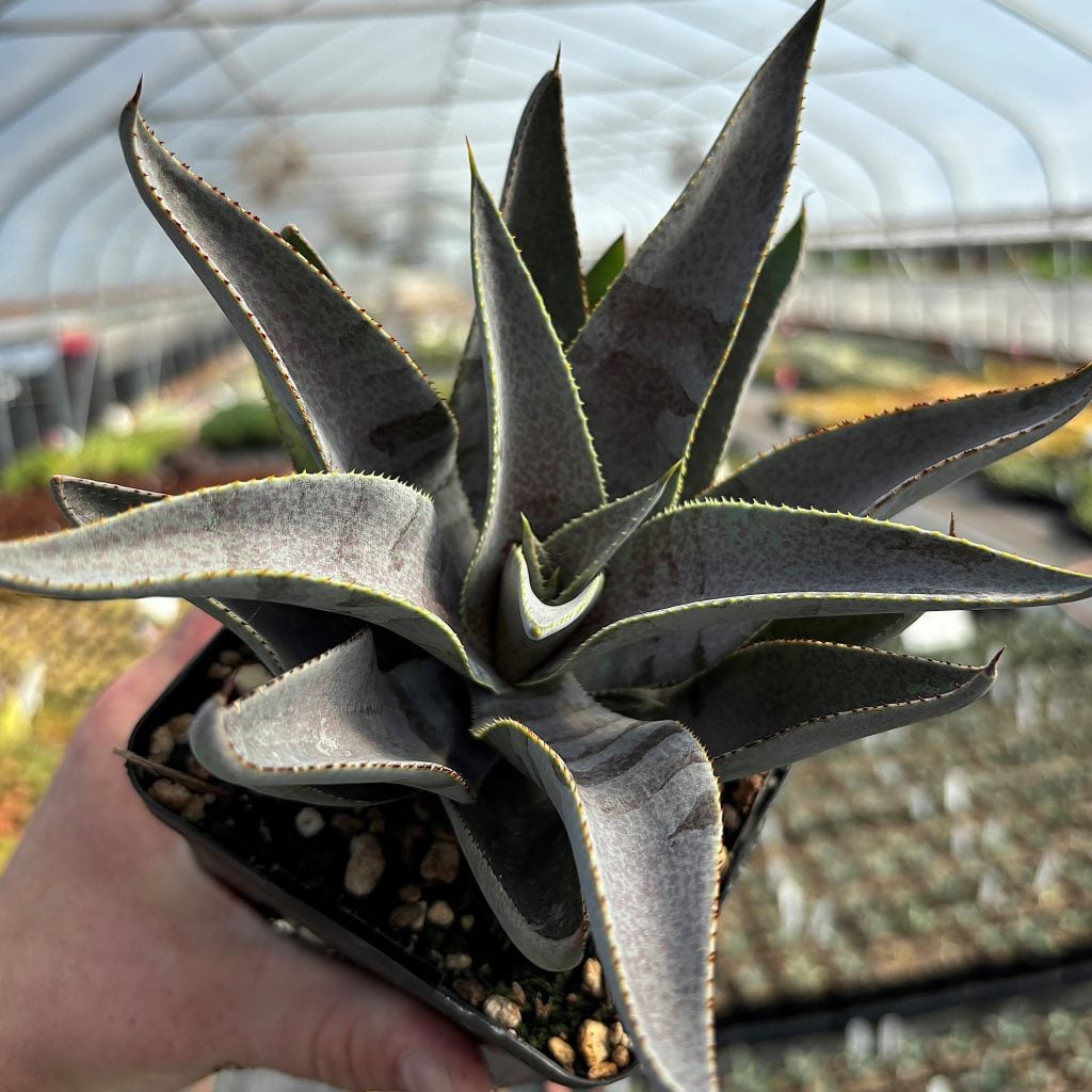 Mangave 'Purple People Eater' PP #29,949 (4.5" Pot) | Little Prince of ...