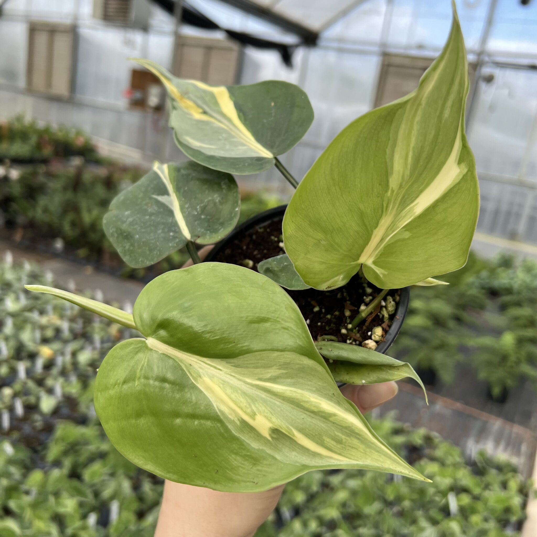 Philodendron hederaceum 'Rio' - Heartleaf Philodendron (4.5" Pot ...