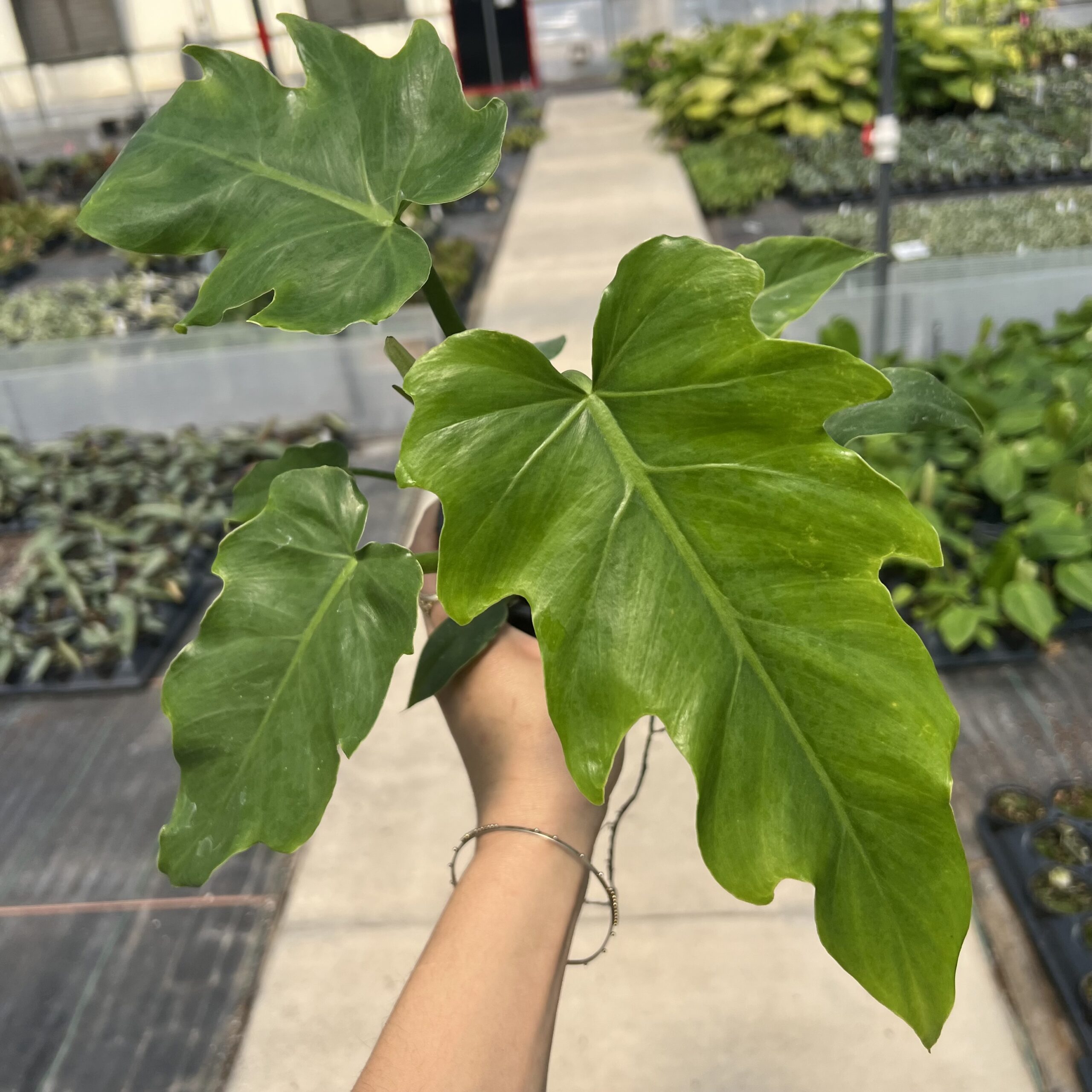 Philodendron radiatum - Split Leaf Climber (4.5" Pot) | Little Prince ...