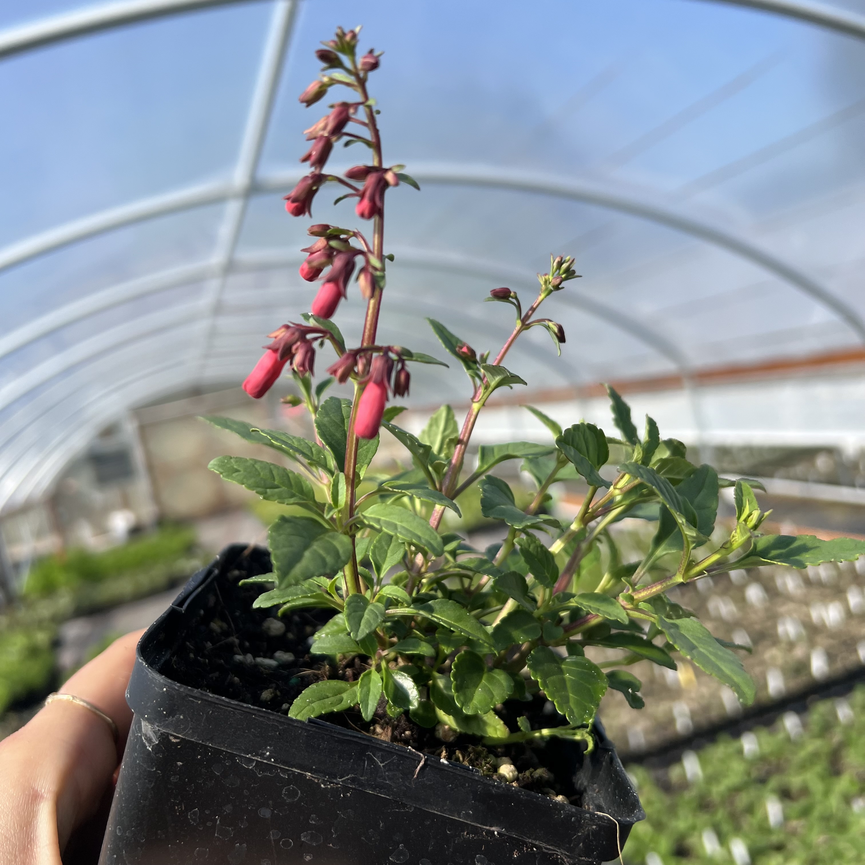 Phygelius CandyDrops 'Red' - Cape Fuchsia (4.5" Pot) | Little Prince of ...