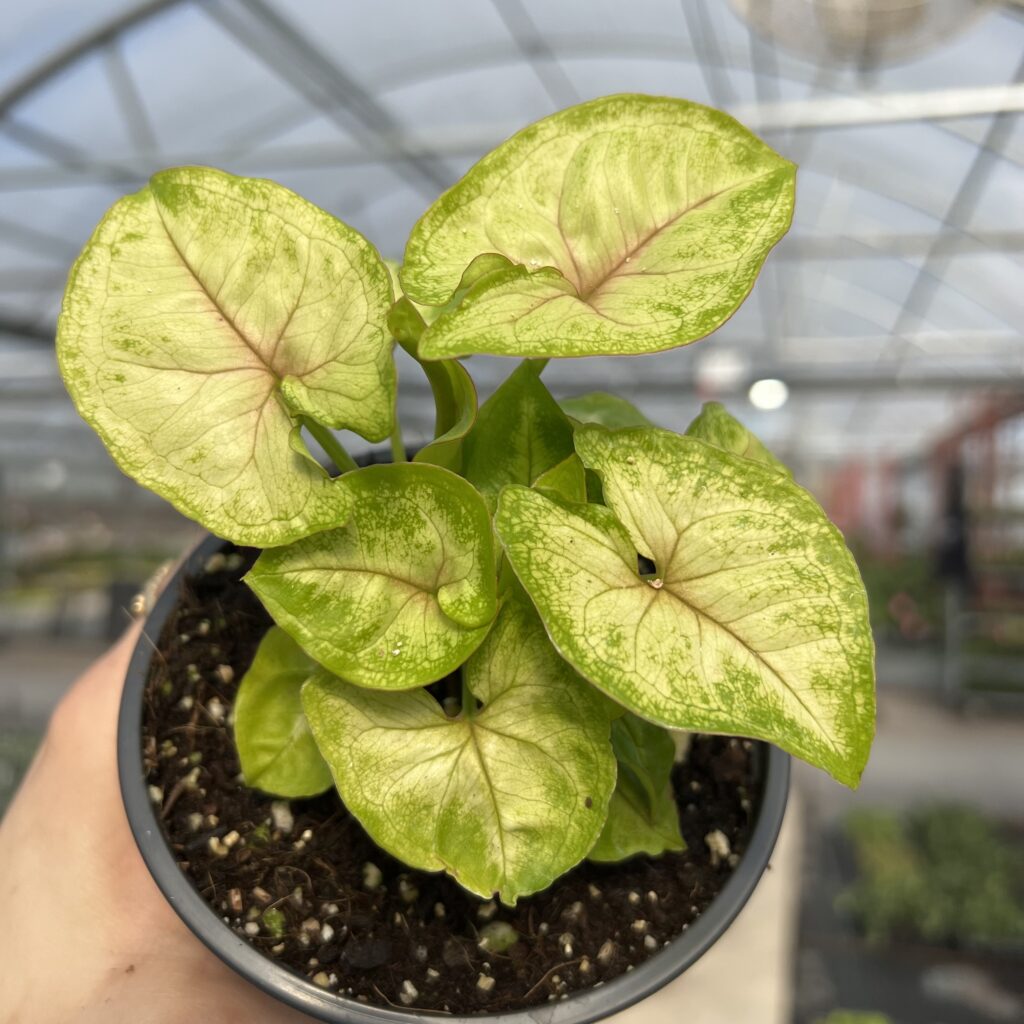Syngonium 'Gold Allusion' - Arrowhead Vine (4.5" Pot) | Little Prince To Go