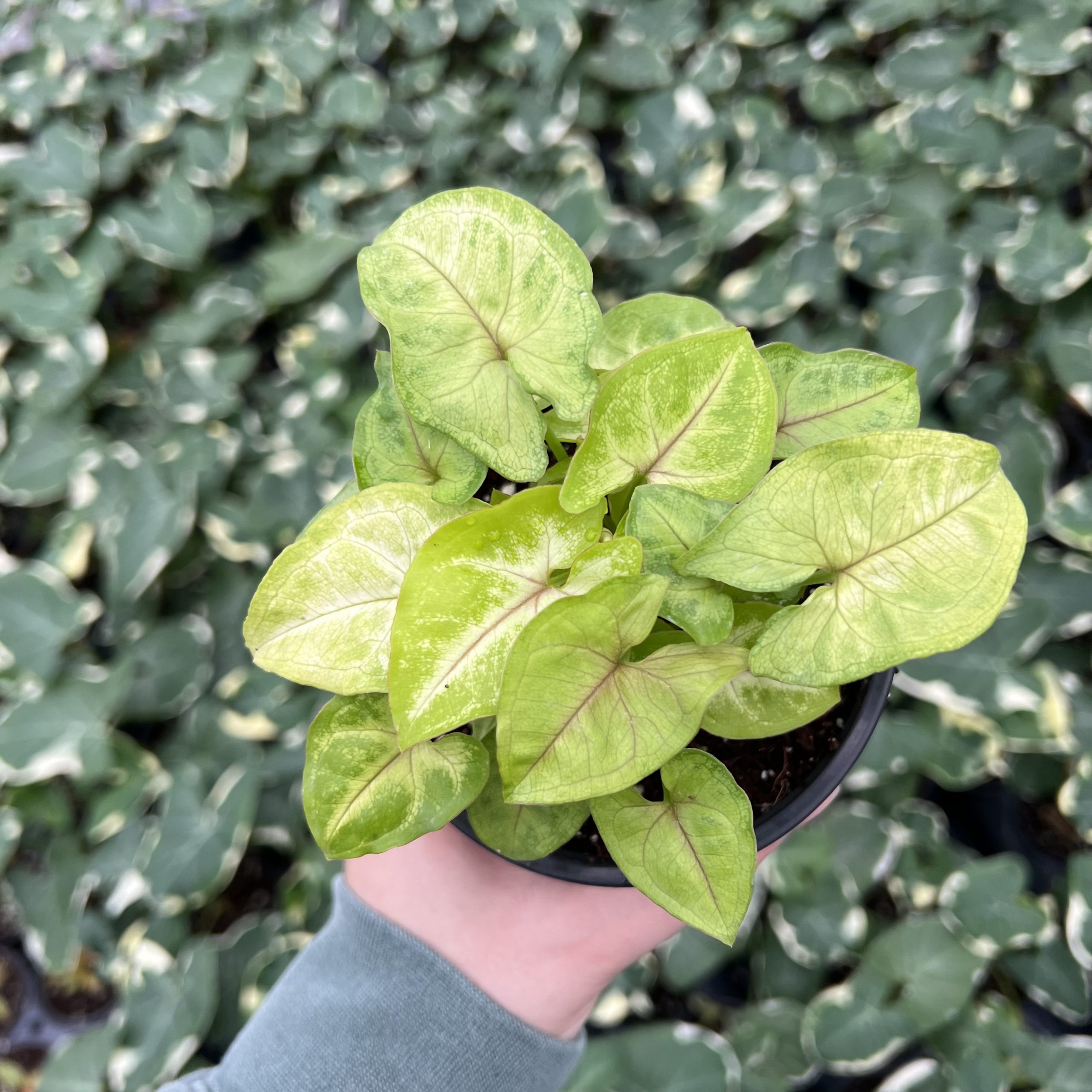 Syngonium 'Gold Allusion' - Arrowhead Vine (4.5" Pot) | Little Prince ...