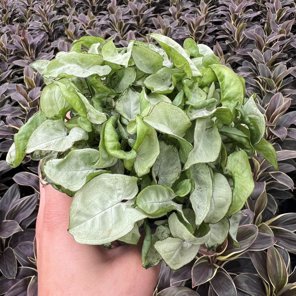 Syngonium 'Silver Pearl' - Arrowhead Vine (4.5" Pot) | Little Prince To Go