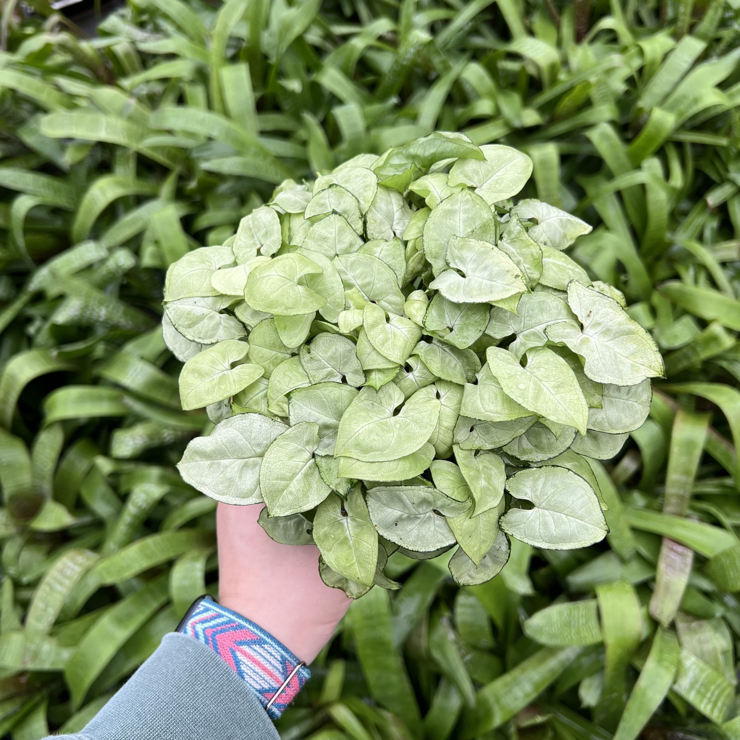 Syngonium 'Silver Pearl' - Arrowhead Vine (4.5" Pot) | Little Prince of ...