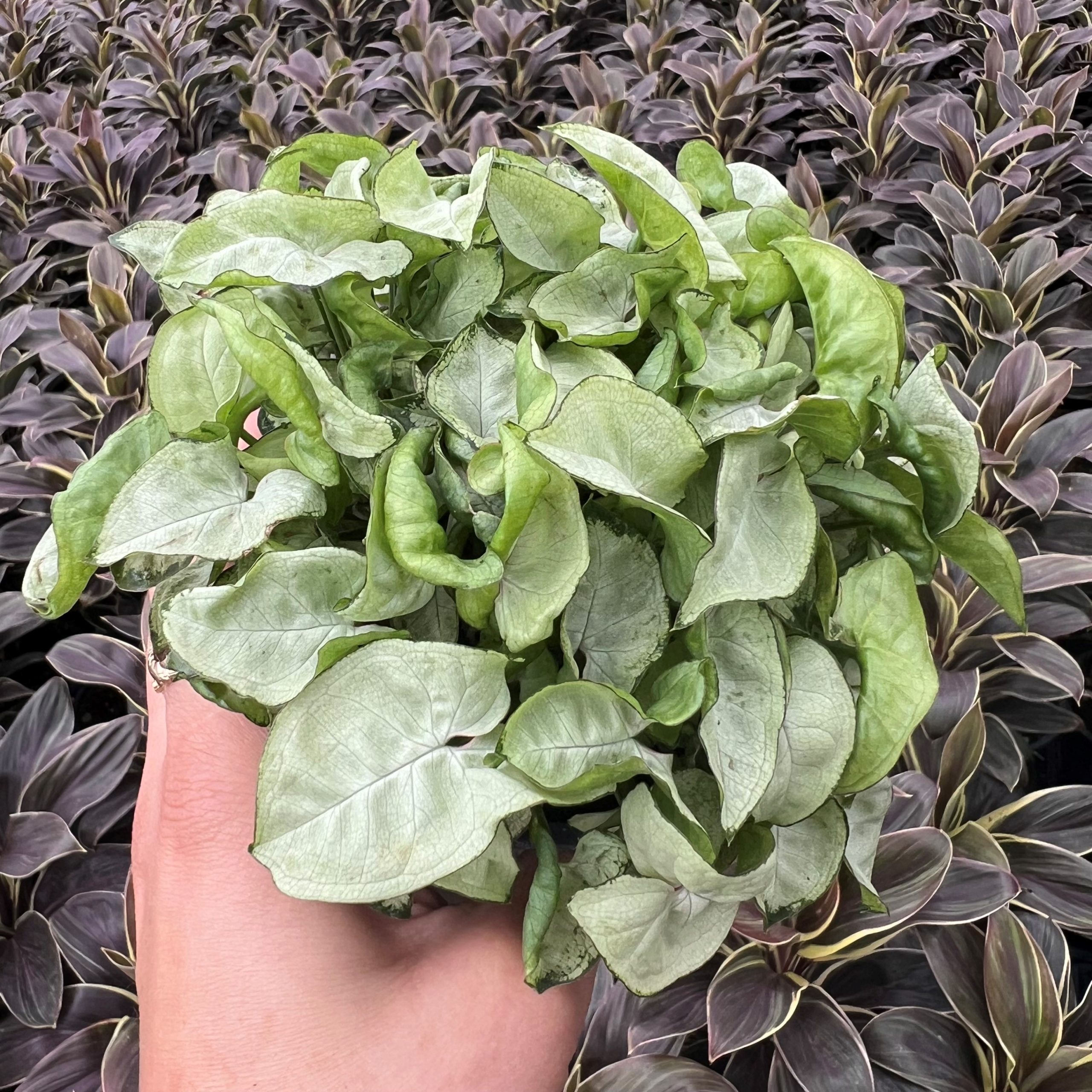 Syngonium 'Silver Pearl' - Arrowhead Vine (4.5" Pot) | Little Prince of ...
