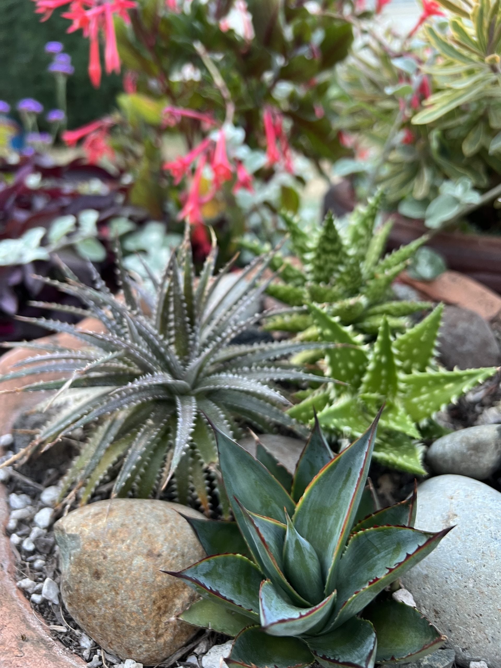 Agave 'Blue Glow'™ - Century Plant (2" Pot) | Little Prince of Oregon ...