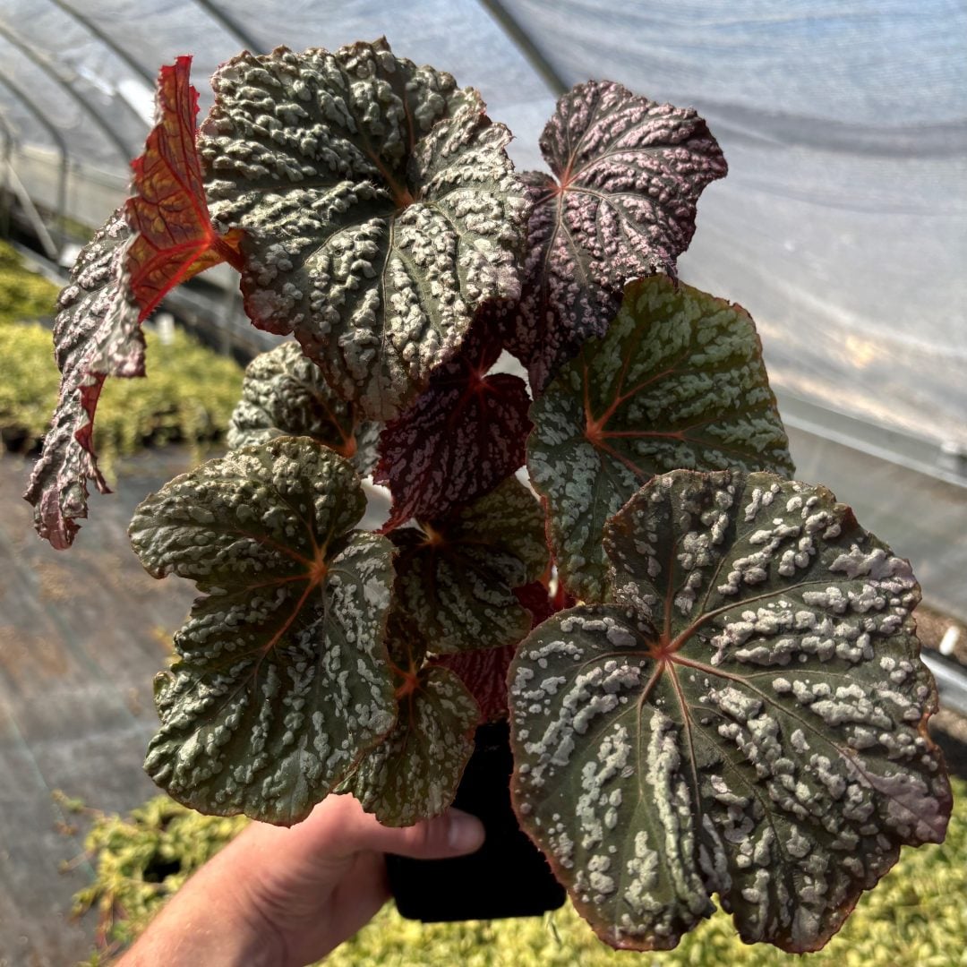 Unique Plant |Specialty and Rarities | Page 3 of 12 | Little Prince To Go