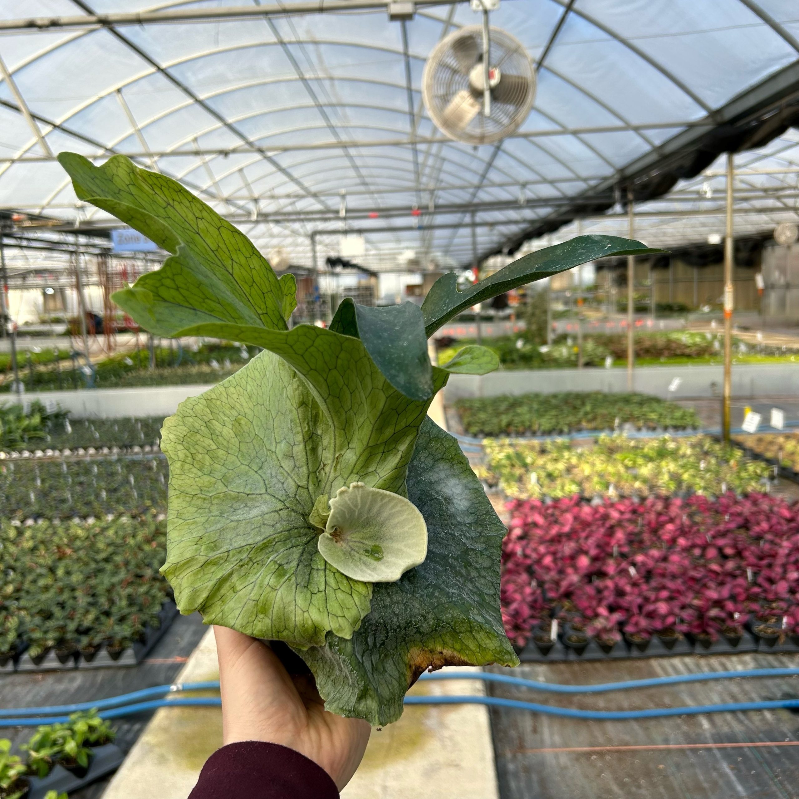 Platycerium grande - Giant Staghorn Fern (4.5" Pot) | Little Prince of ...