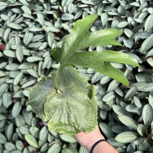 Platycerium grande - Giant Staghorn Fern (4.5" Pot) | Little Prince of ...