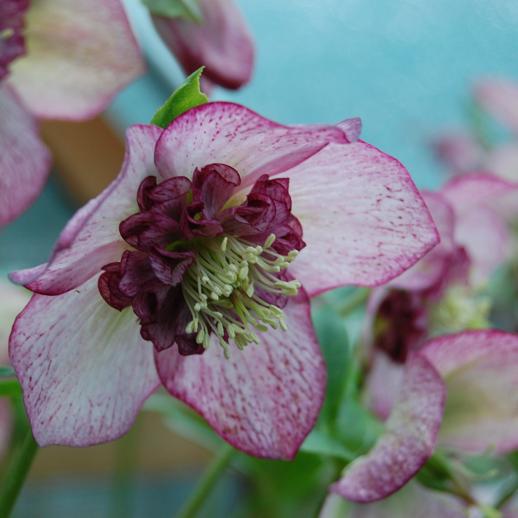 Helleborus Winter Jewels® 'Cherry Blossom' - Hellebore (1 Gallon)