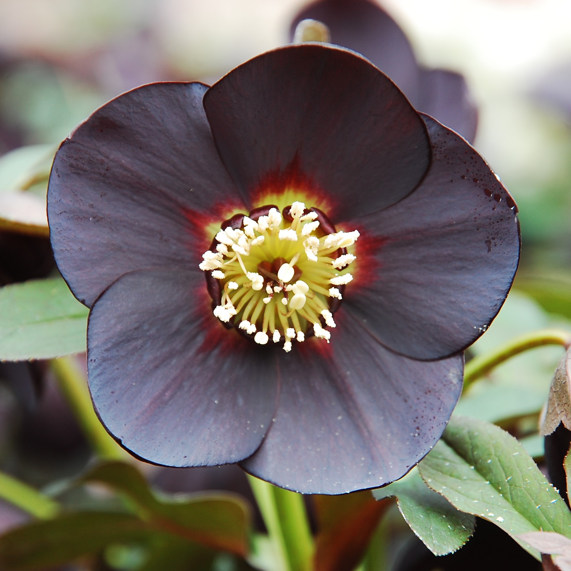 Helleborus Winter Jewels® 'Blue Diamond' - Hellebore (1 Gallon)