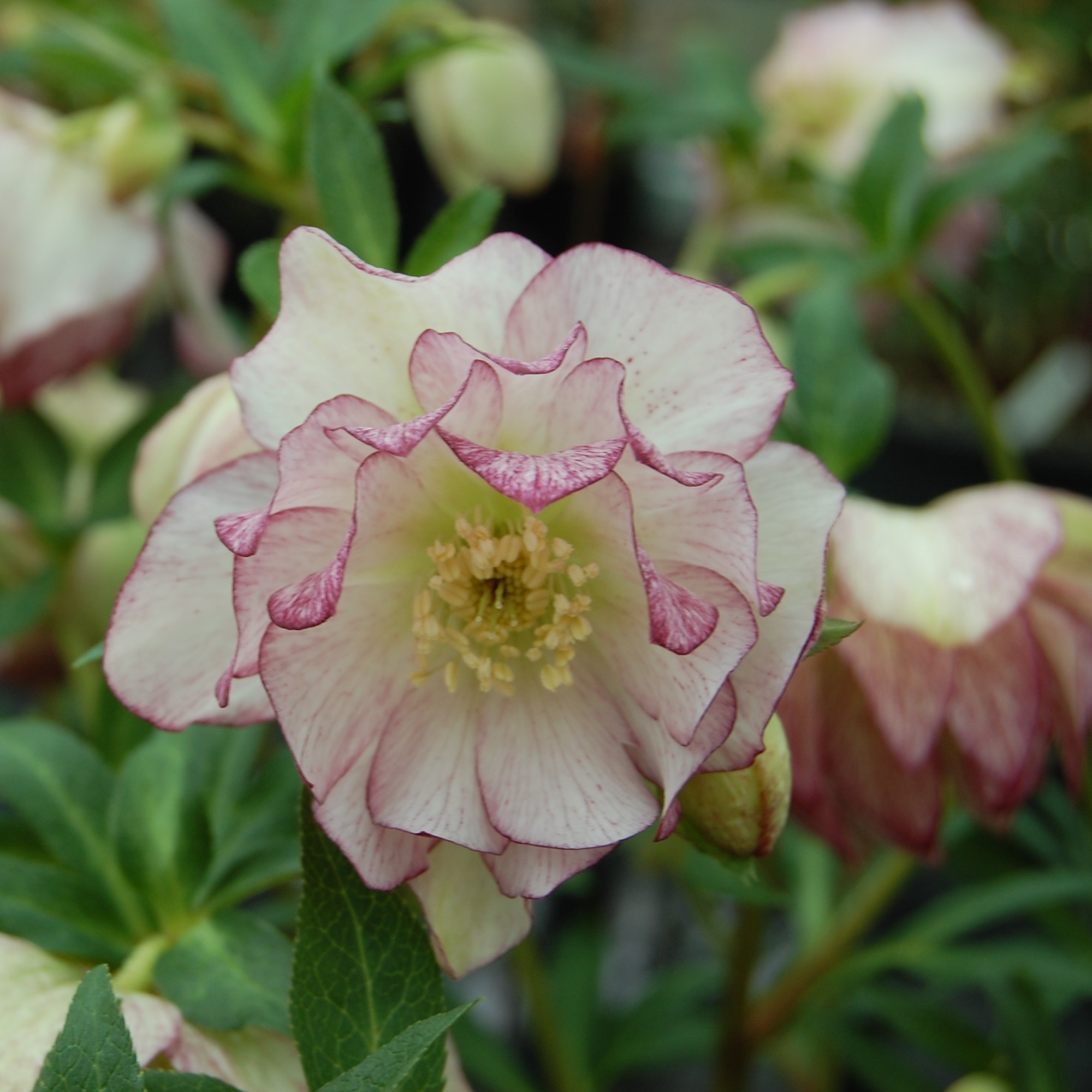 Helleborus Winter Jewels® 'Peppermint Ice' - Hellebore (1 Gallon)