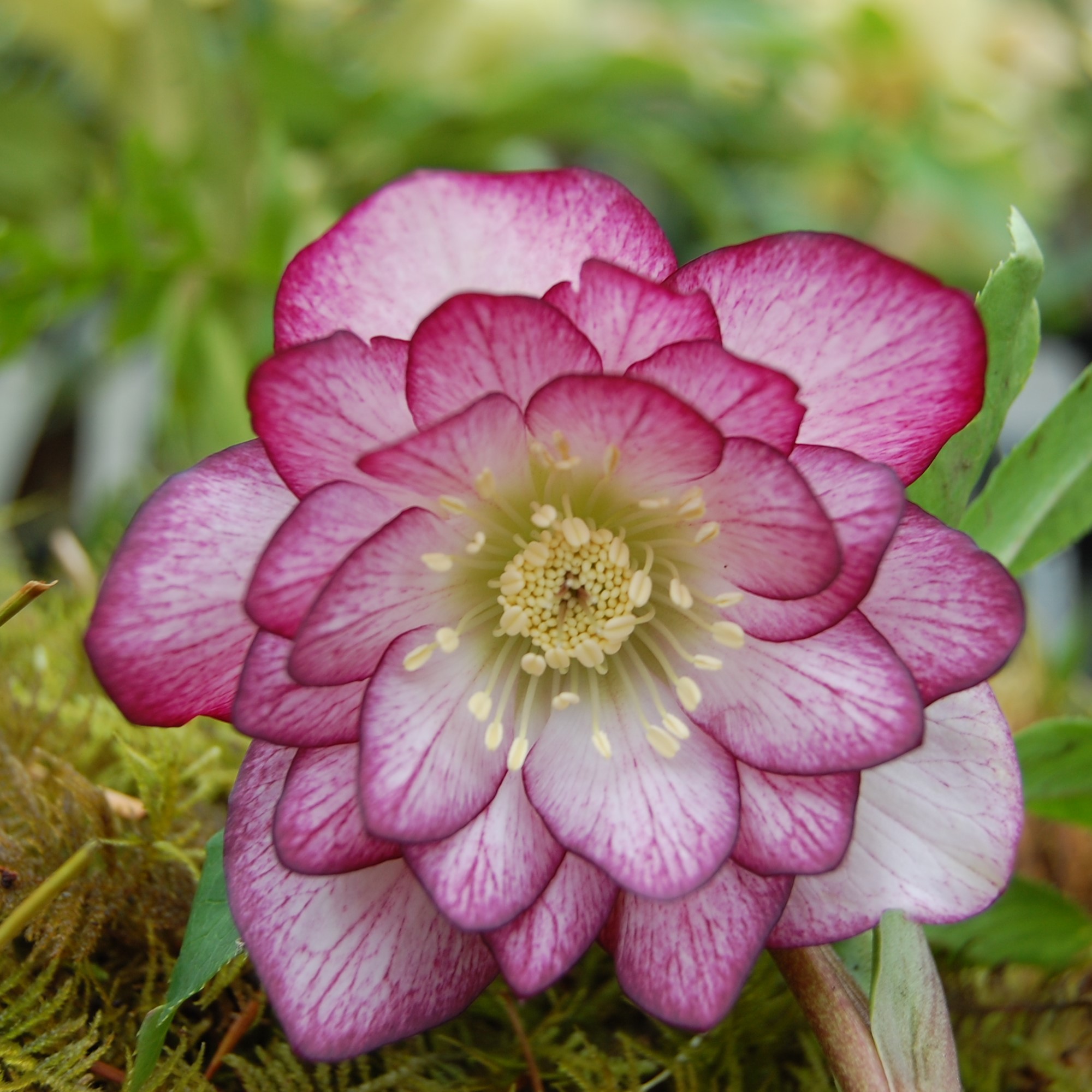Helleborus Winter Jewels® 'Peppermint Ice' - Hellebore (1 Gallon)