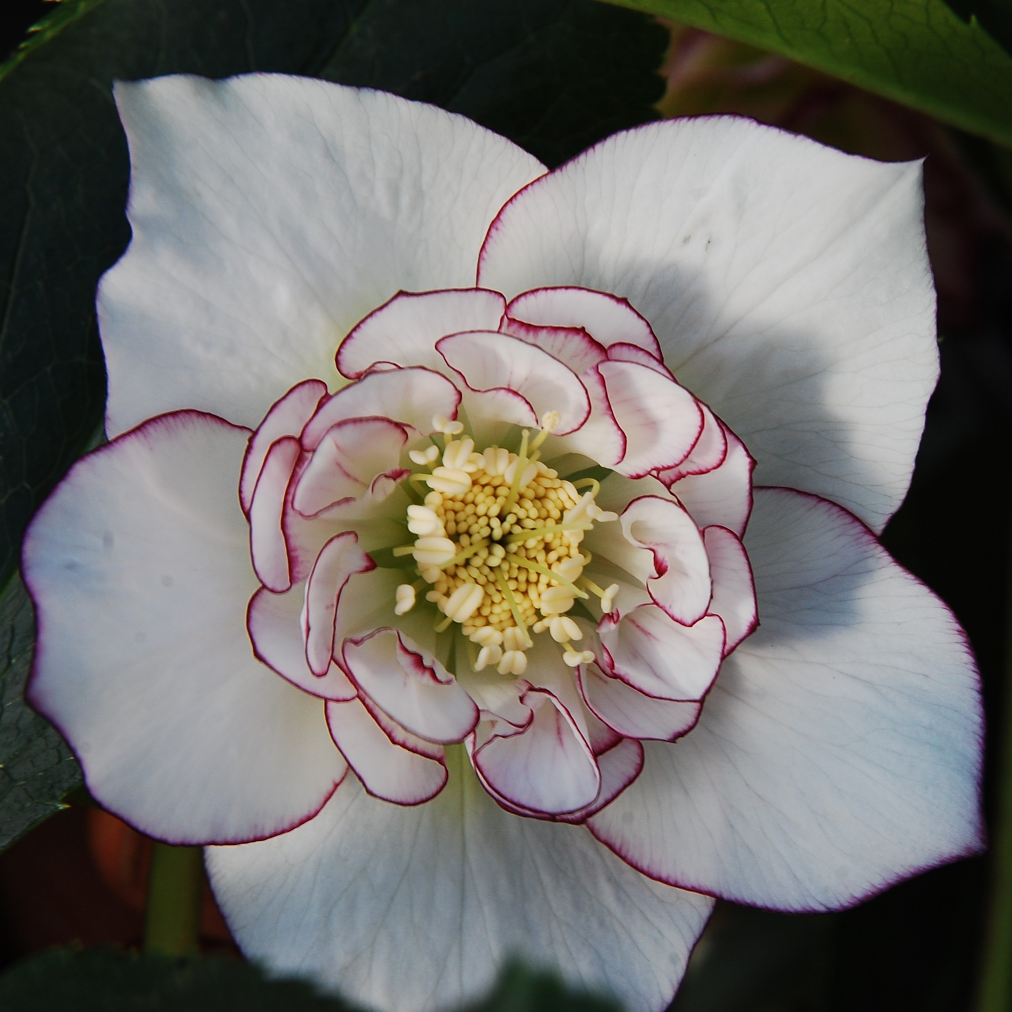 Helleborus Winter Jewels® 'Picotee Pearl' - Hellebore (1 Gallon)