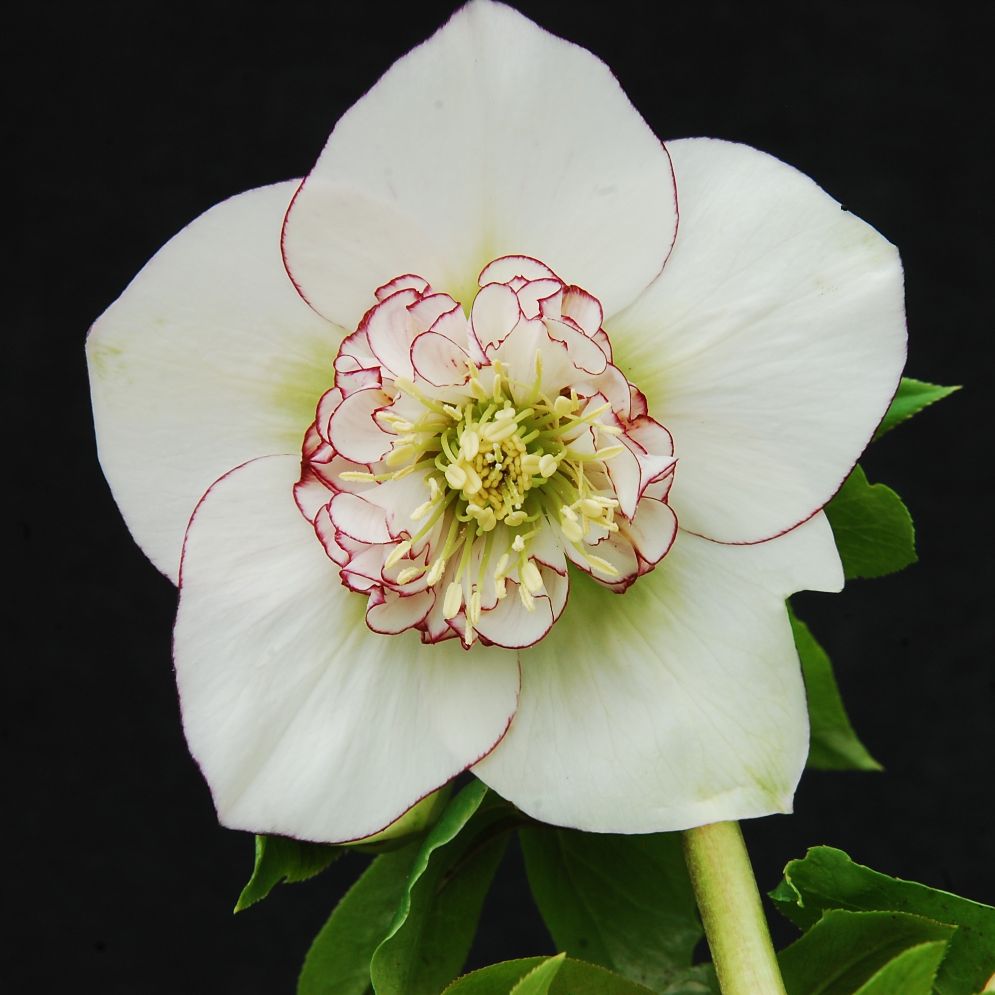 Helleborus Winter Jewels® 'Picotee Pearl' - Hellebore (1 Gallon)