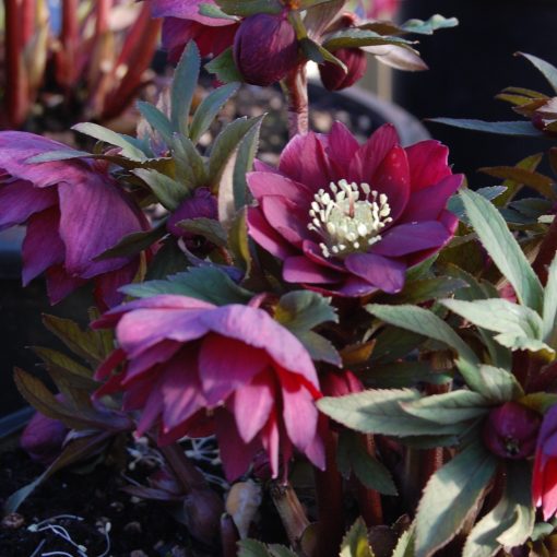 Helleborus Winter Jewels® 'Red Sapphire' - Hellebore (1 Gallon)