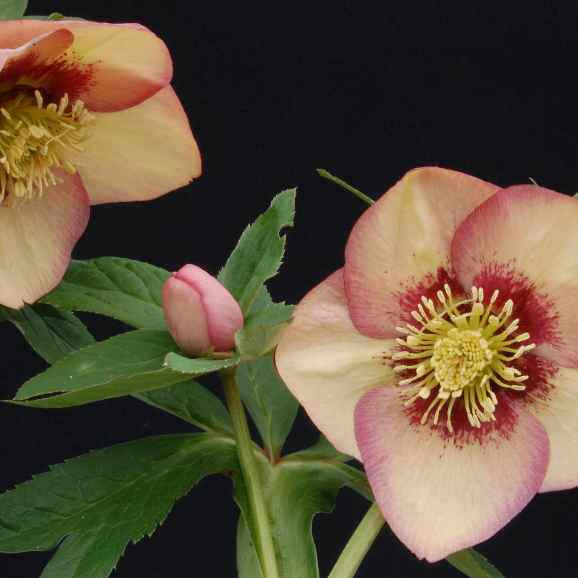 Helleborus Winter Jewels® 'Apricot Blush' - Hellebore (1 Gallon)