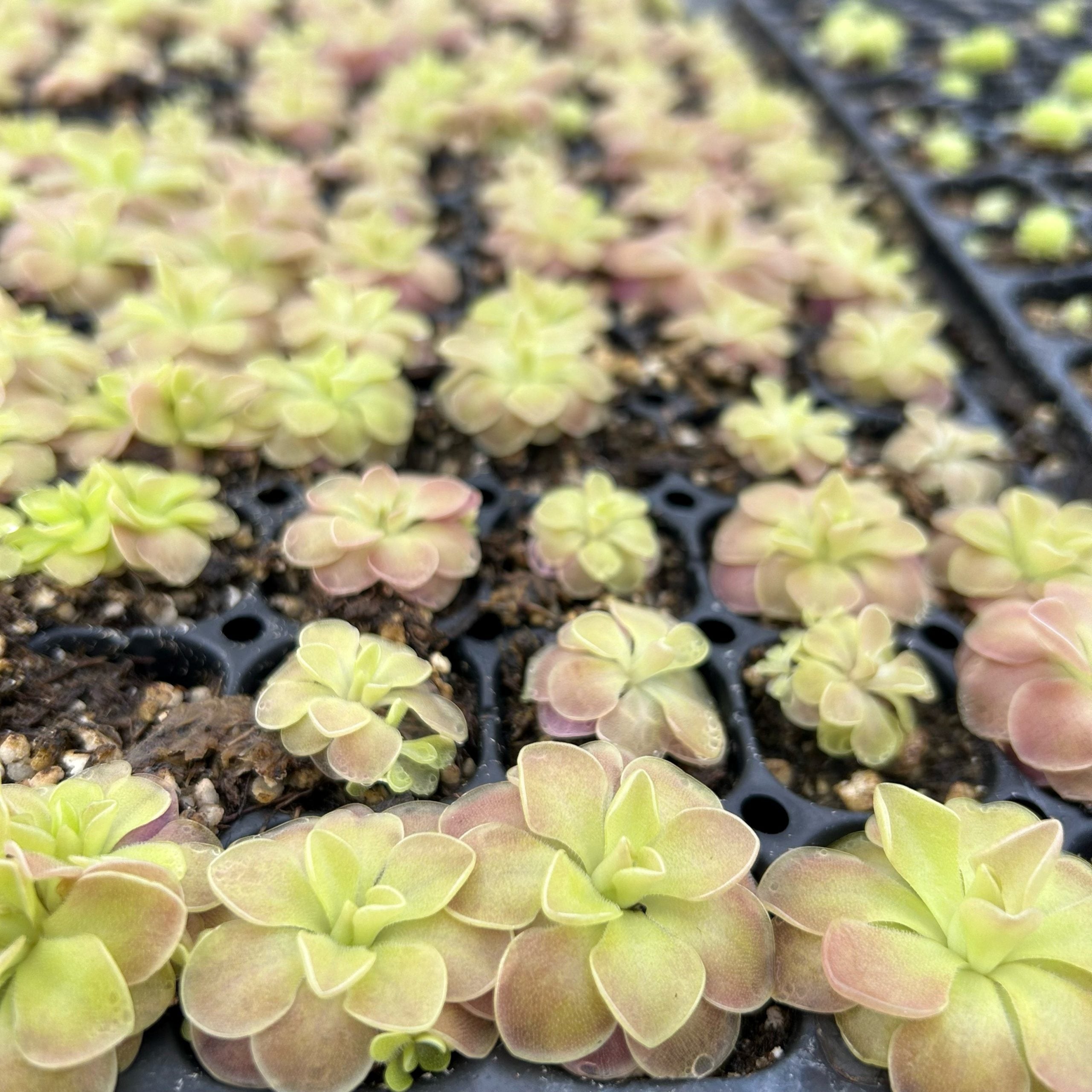 Pinguicula 'Guatemala' - Butterwort Carnivorous Plant (2" Pot) | Little ...