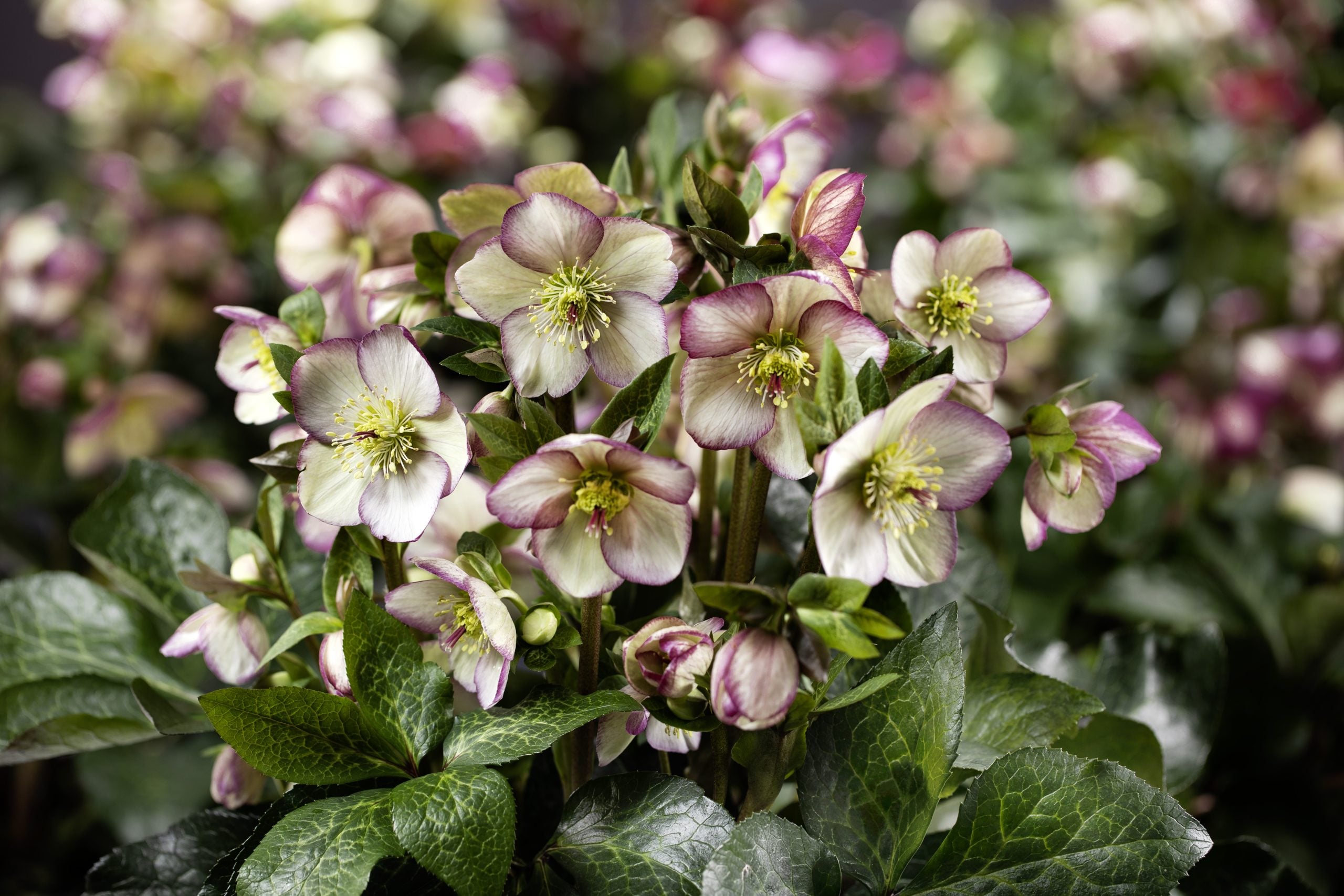 Helleborus HGC® Ice N' Roses® 'Maddy Marble' - Hellebore (1 Gallon)