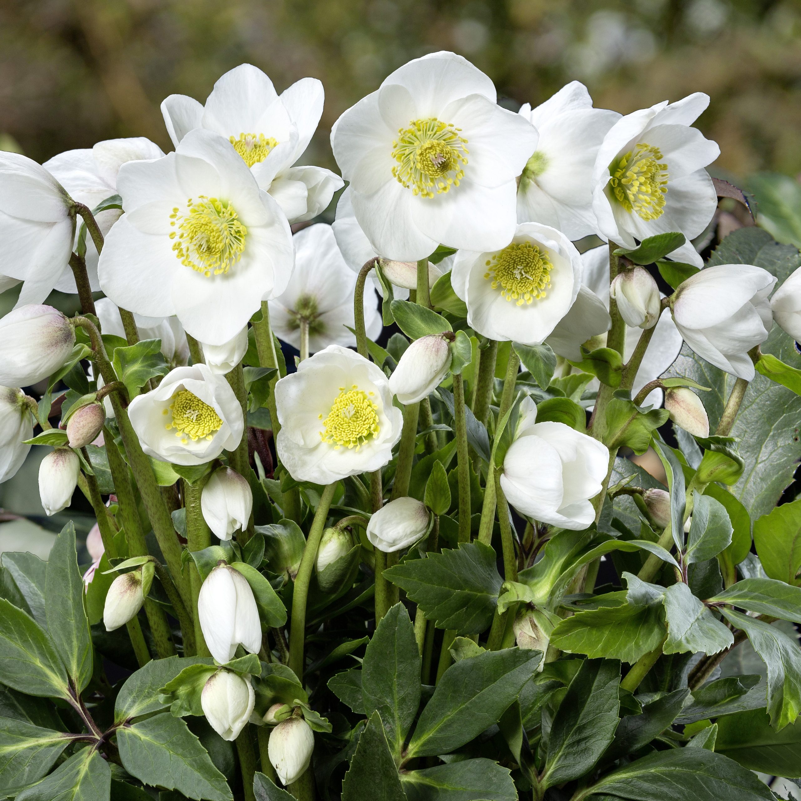 Helleborus niger HGC® Diva® - Hellebore (1 Gallon) | Little Prince of ...