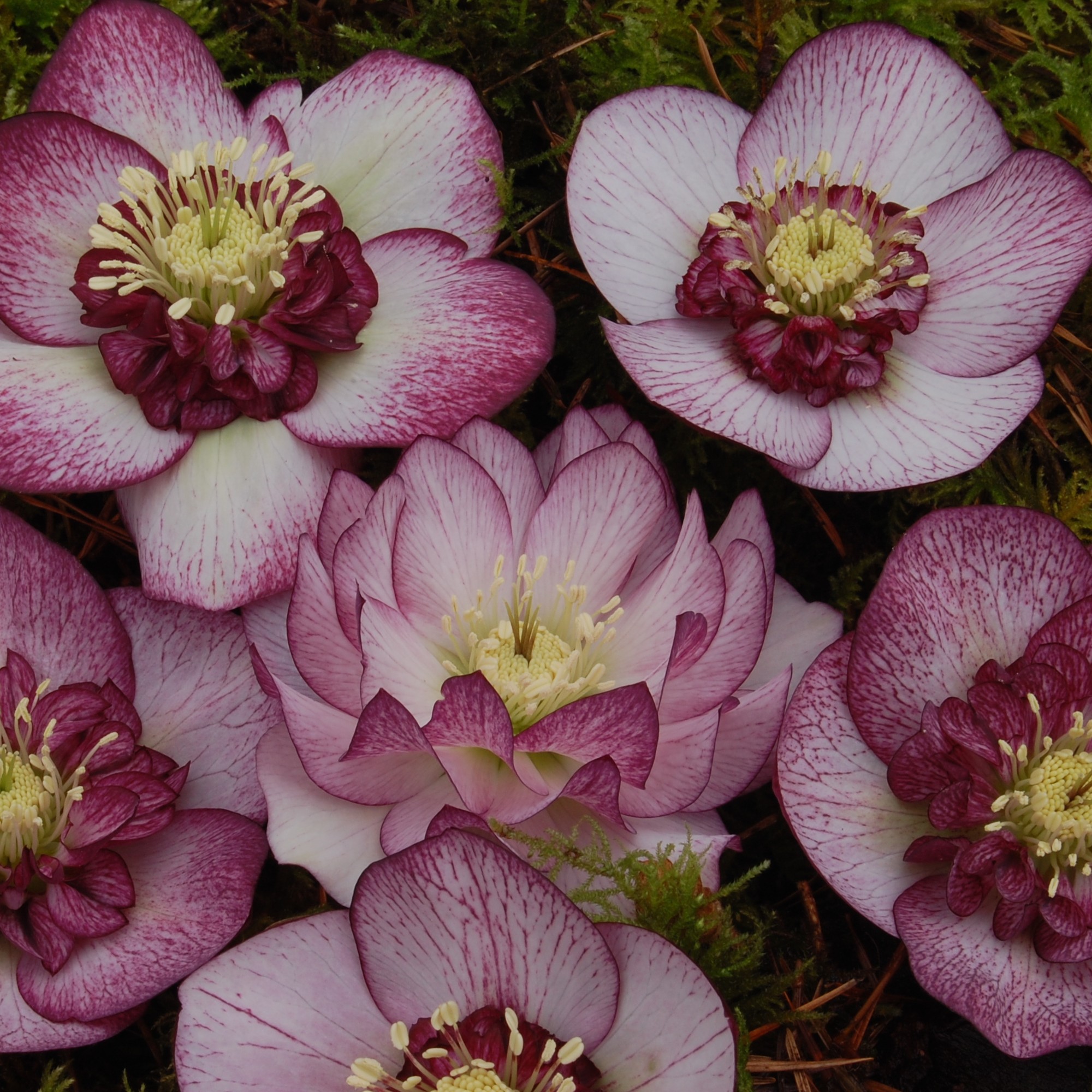 Helleborus Winter Jewels® 'Cherry Blossom' - Hellebore (1 Gallon)
