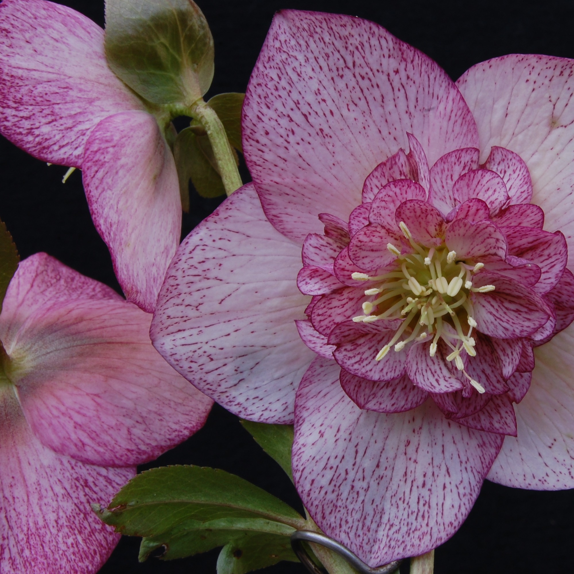 Helleborus Winter Jewels® 'Cherry Blossom' - Hellebore (1 Gallon)