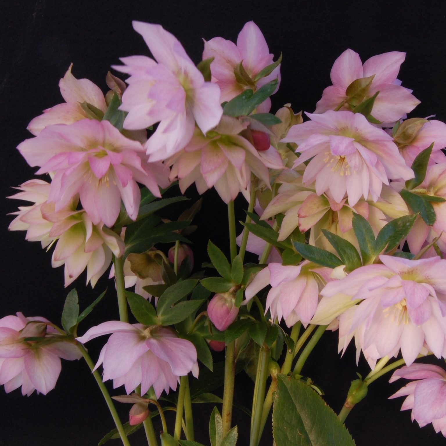Helleborus Winter Jewels® 'Cotton Candy' - Hellebore (1 Gallon)
