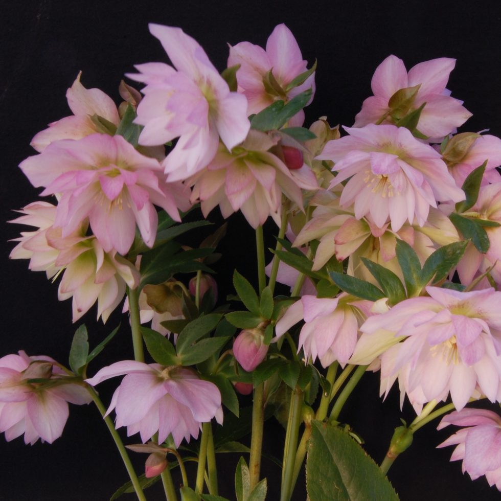 Helleborus Winter Jewels® 'Cotton Candy' - Hellebore (1 Gallon)