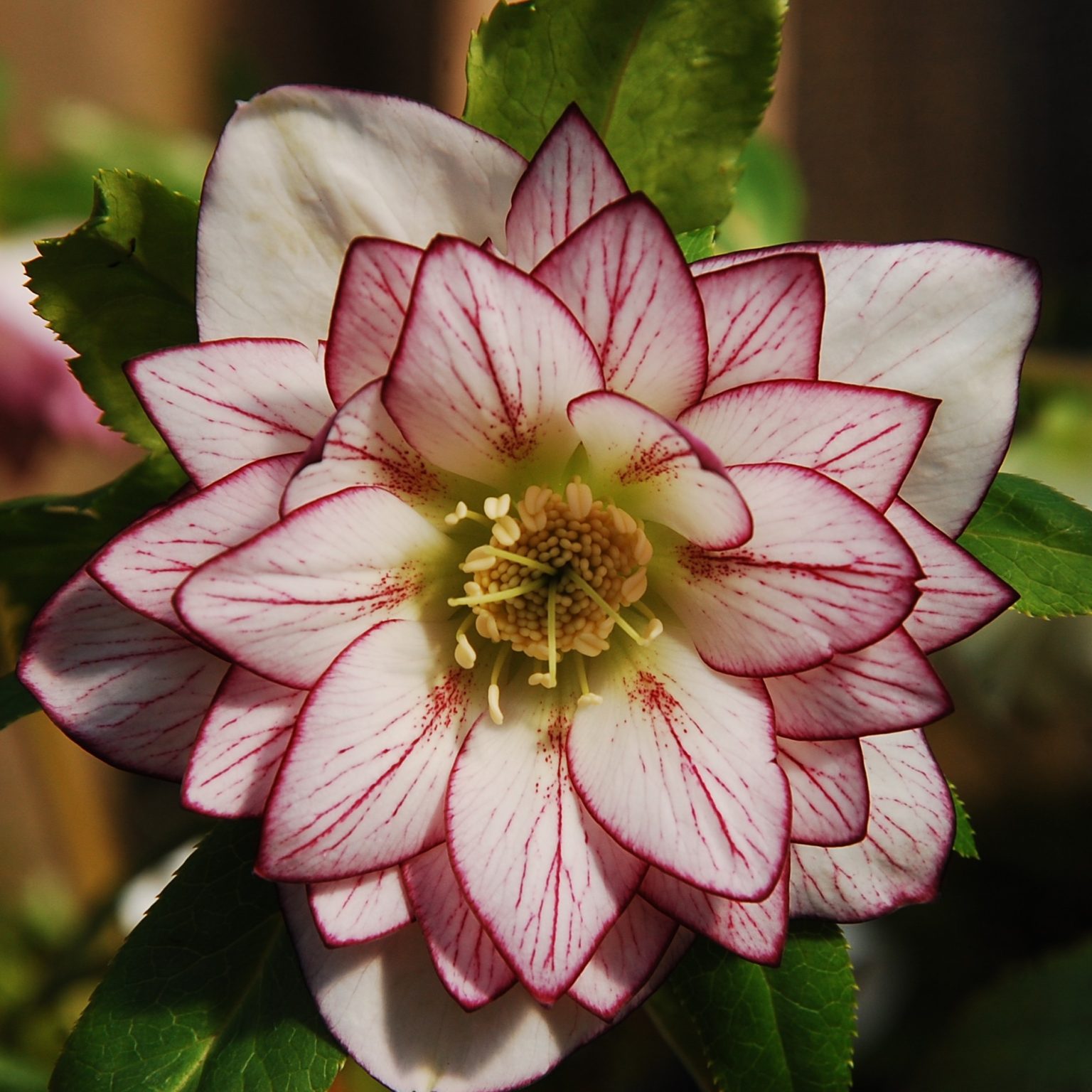 Helleborus Winter Jewels® 'Fire and Ice' - Hellebore (1 Gallon)