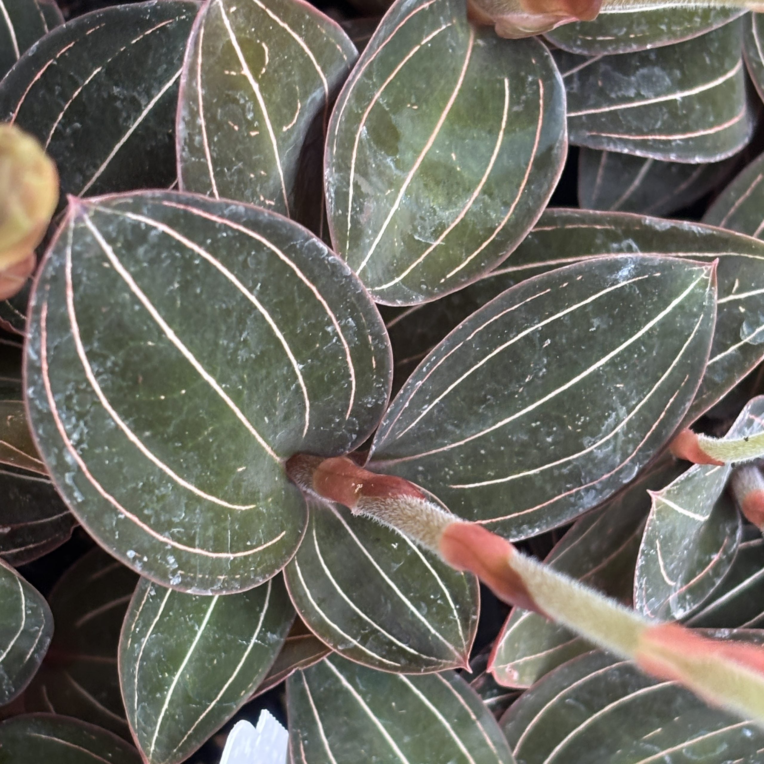 Ludisia discolor JE01 (2" Pot) | Little Prince of Oregon Nursery