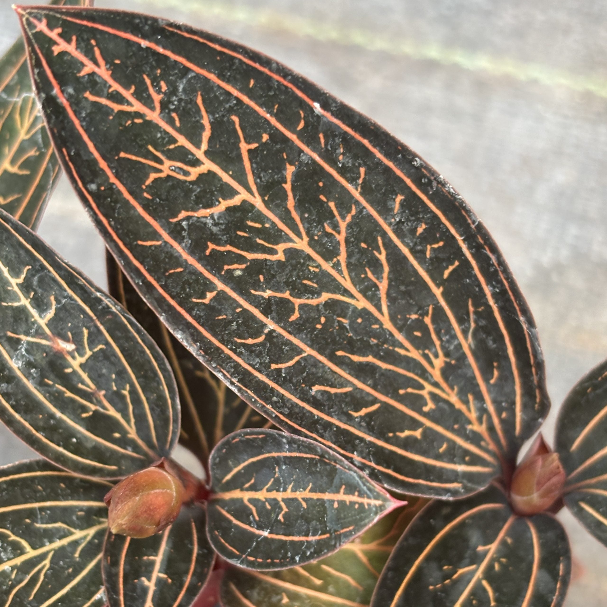Ludisia discolor JE04 (2" Pot) | Little Prince of Oregon Nursery