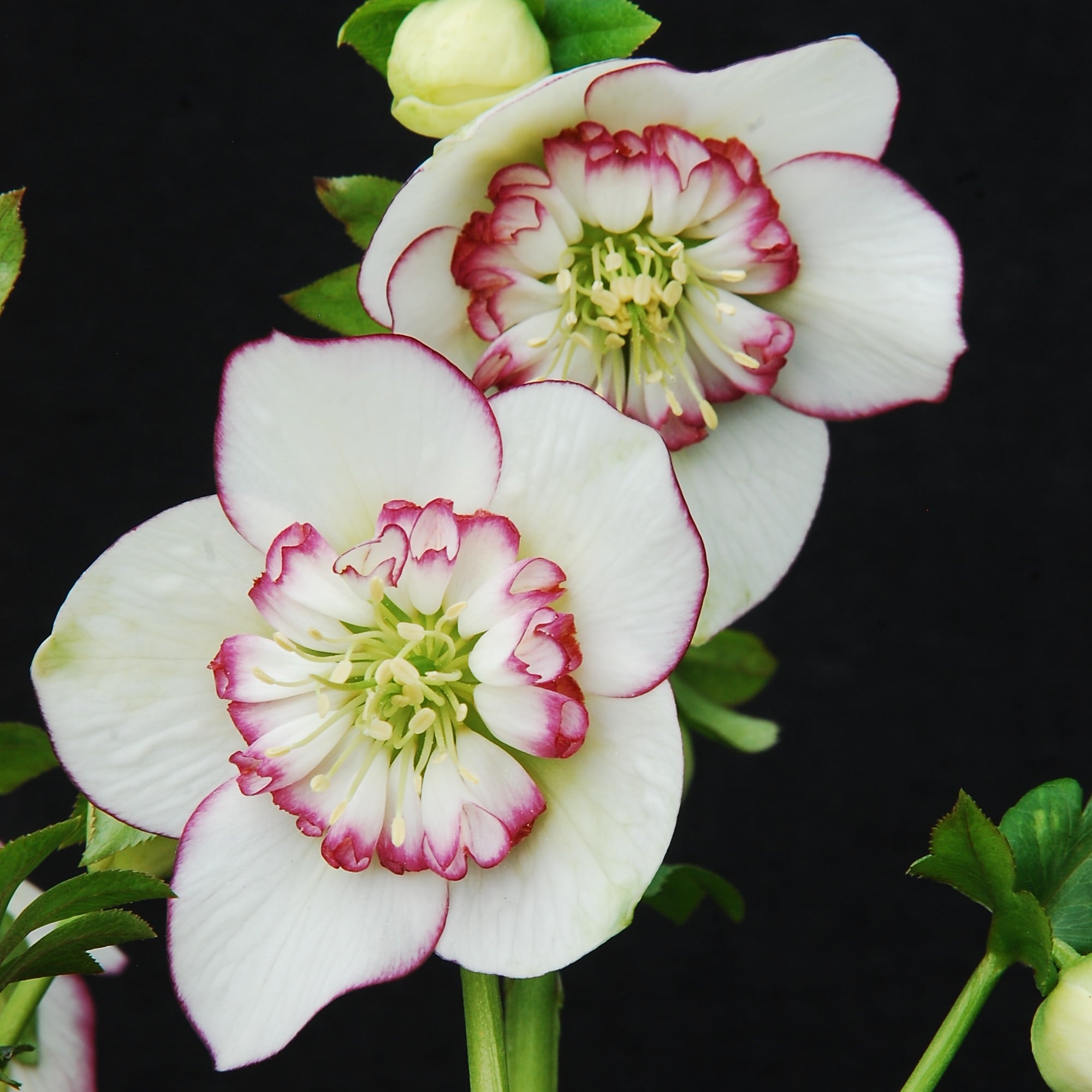 Helleborus Winter Jewels® 'Picotee Pearl' - Hellebore (1 Gallon)