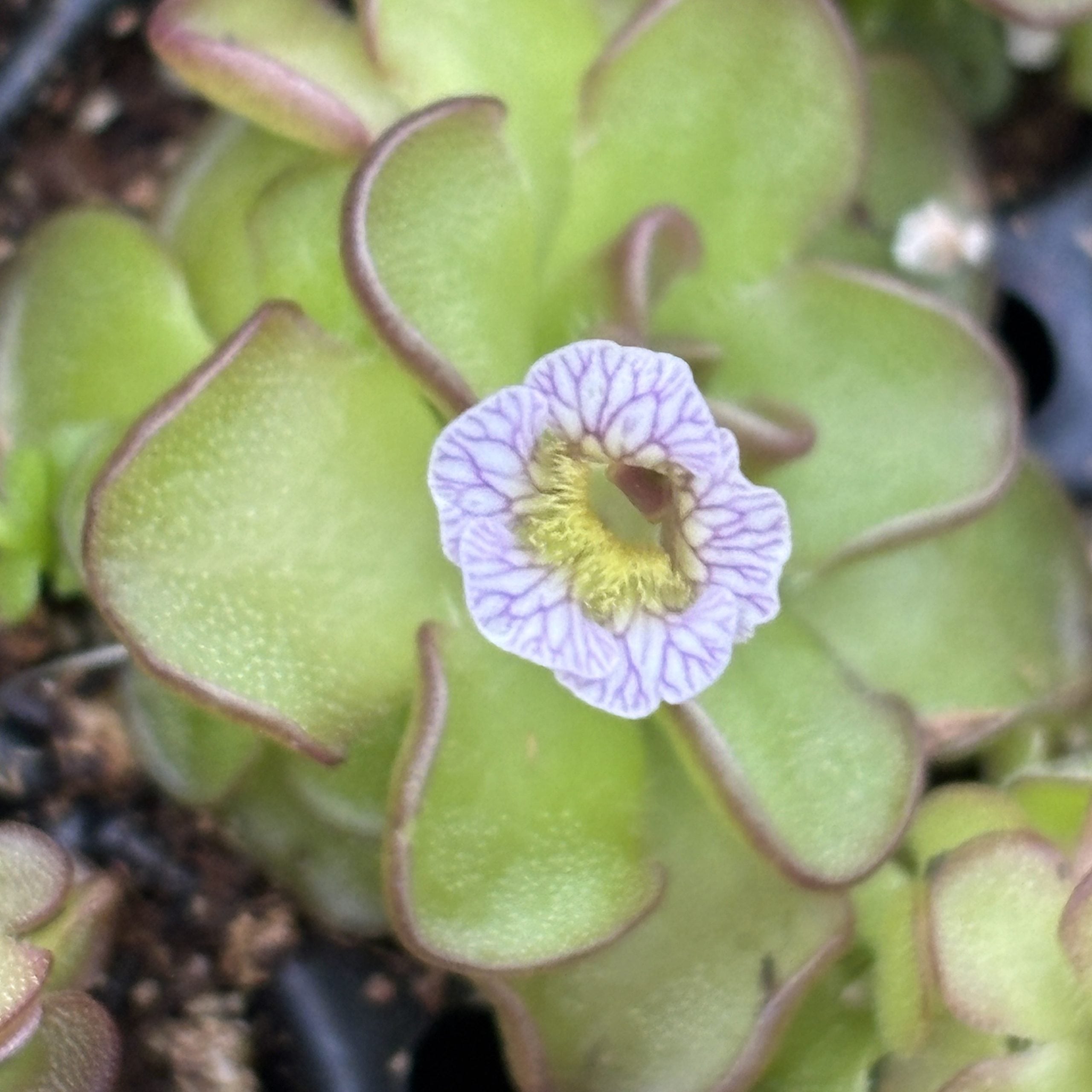 Pinguicula kondoi - Butterwort Carnivorous Plant (2" Pot) | Little ...