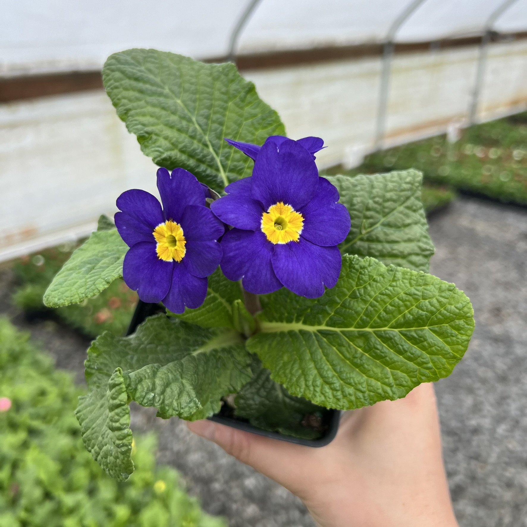 Primula polyantha 'SuperNova Mix' - Primrose (4" Pot) | Little Prince To Go
