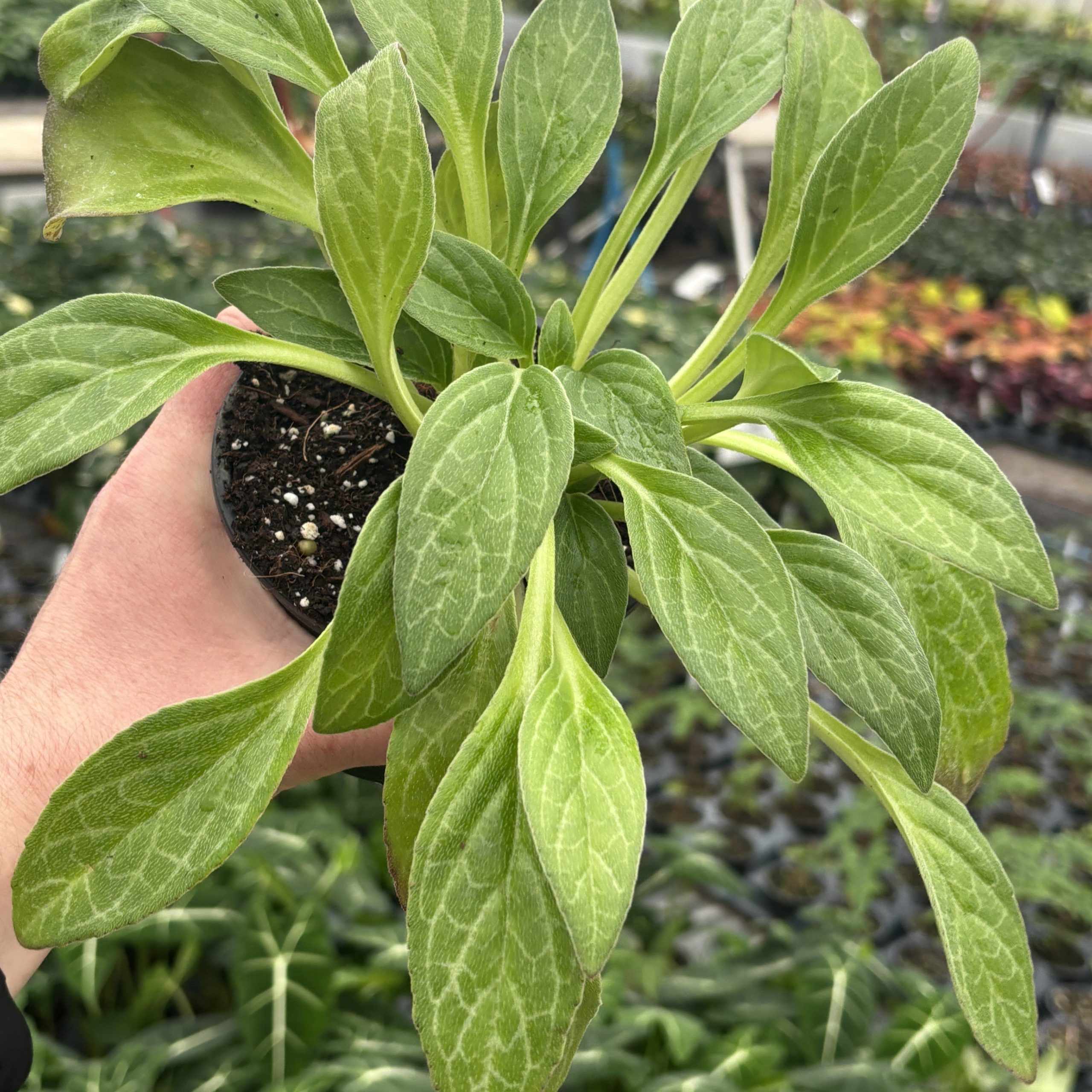 Primulina 'Chiaki' - Hybrid Gesneriad (4.5" Pot) | Little Prince of ...