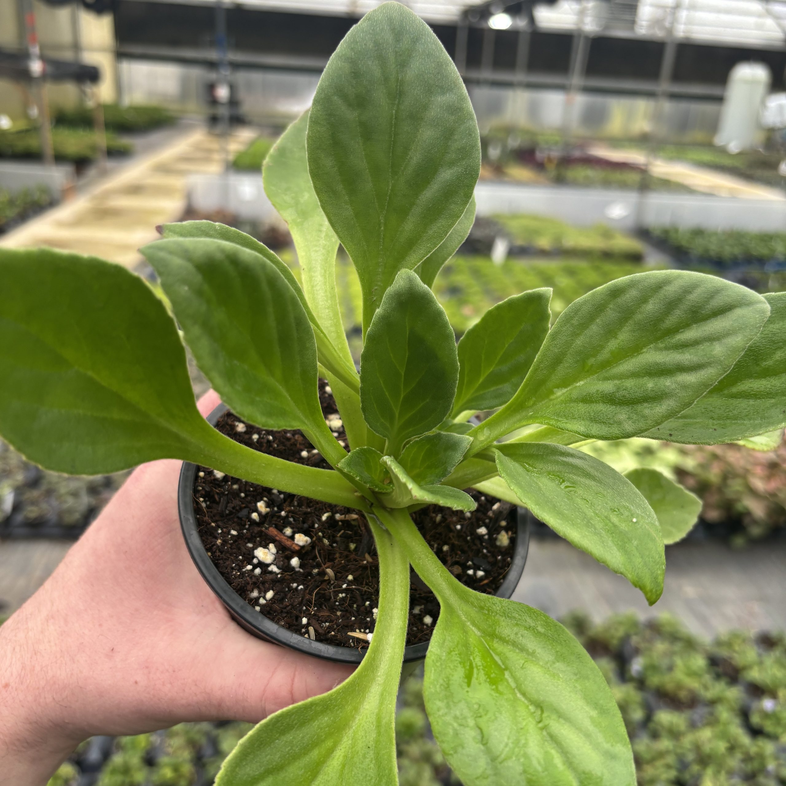 Primulina ‘GCCC’s Austin’ - Hybrid Gesneriad (4.5" Pot) | Little Prince ...
