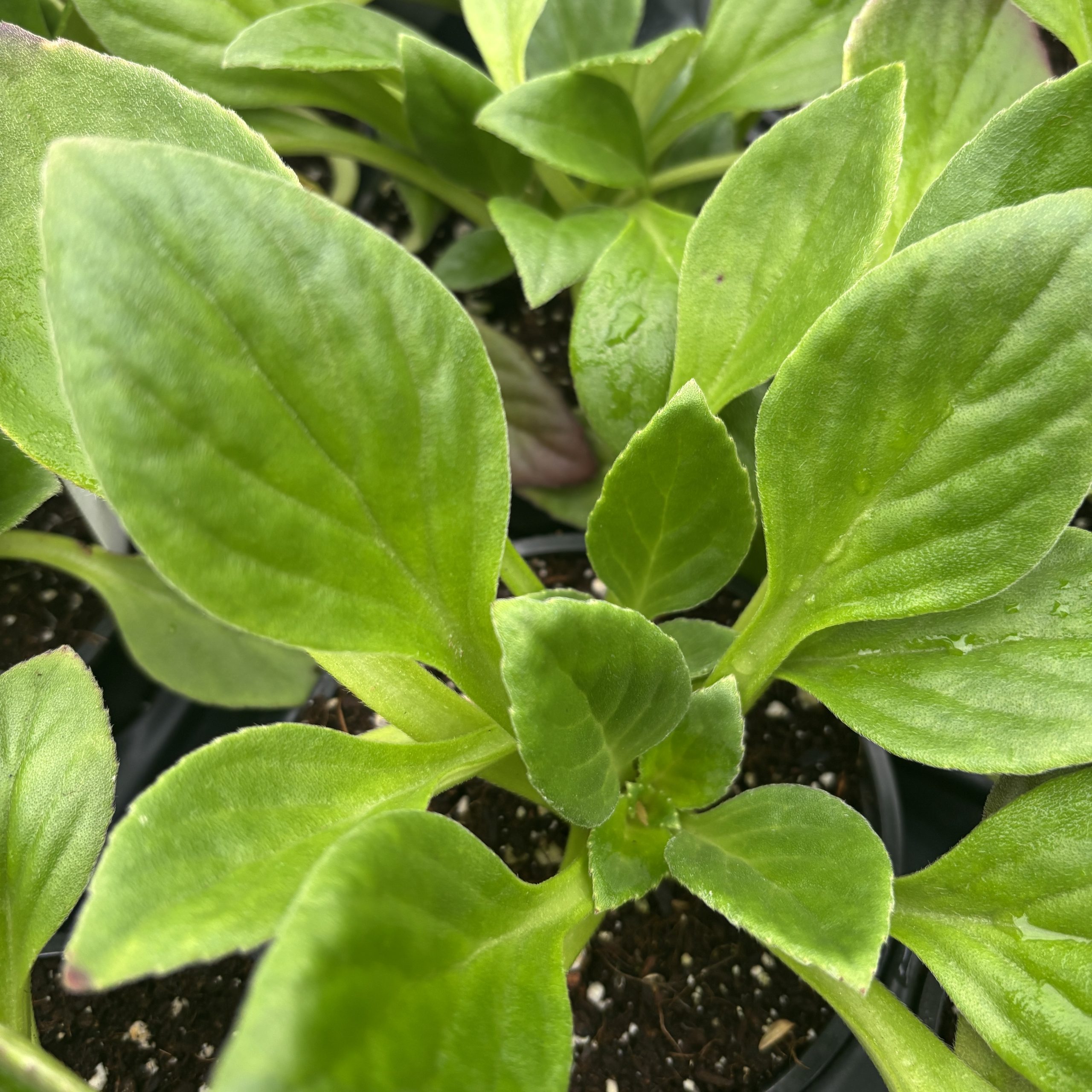Primulina ‘GCCC’s Austin’ - Hybrid Gesneriad (4.5" Pot) | Little Prince ...