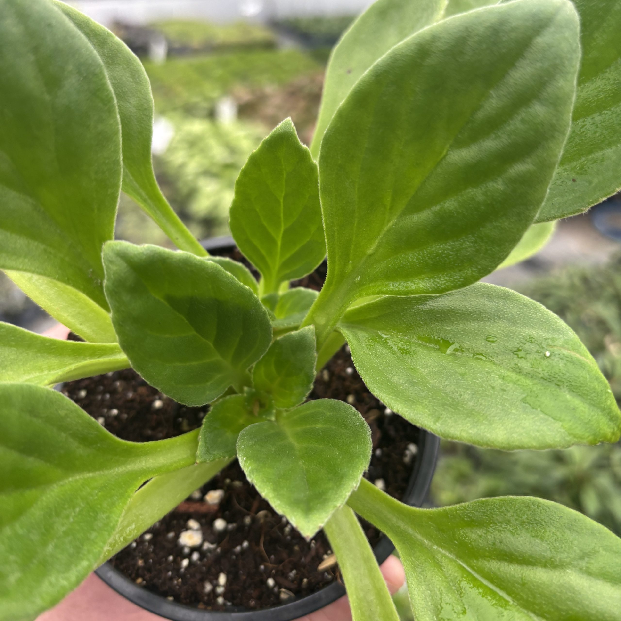 Primulina ‘GCCC’s Austin’ - Hybrid Gesneriad (4.5" Pot) | Little Prince ...