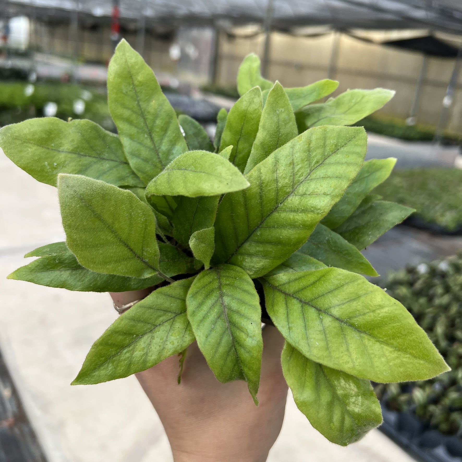 Pyrrosia christii - Tongue Fern (3.5" Pot) | Little Prince of Oregon ...