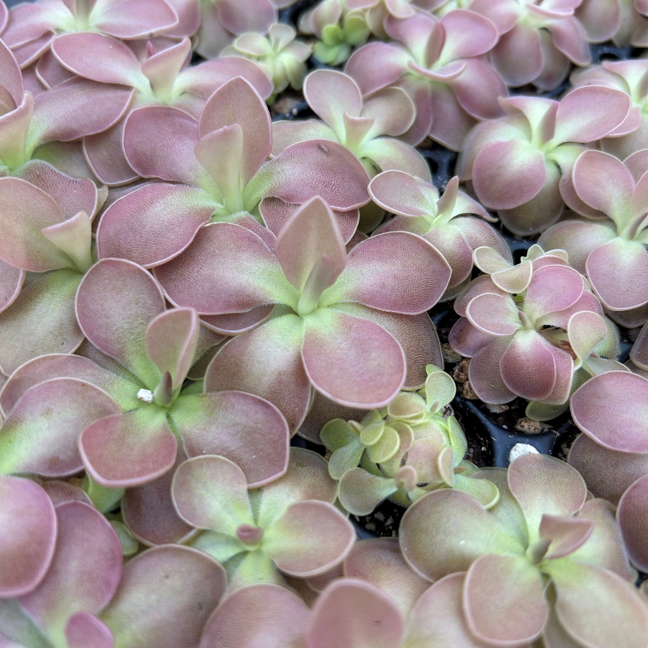 Pinguicula 'Sethos' - Butterwort Carnivorous Plant (2" Pot) | Little ...