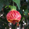 Abutilon 'Red Tiger' - Flowering Maple (4.5" Pot) | Little Prince of ...